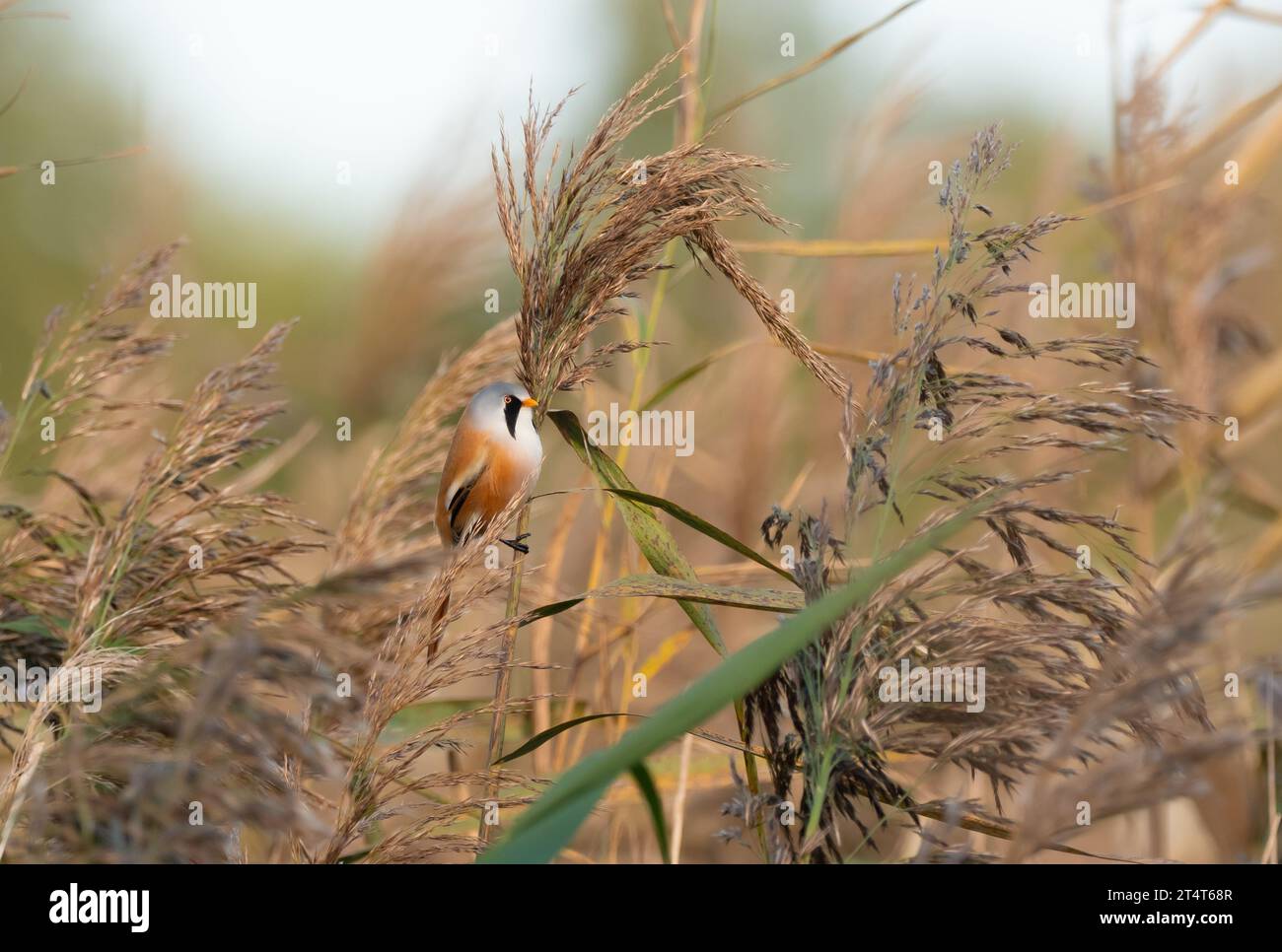 Male panurus biarmicus hi-res stock photography and images - Alamy