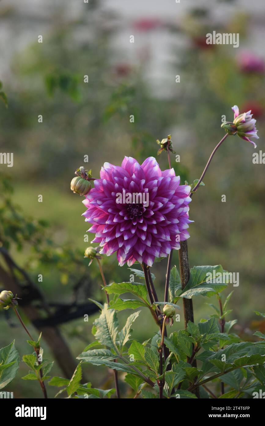 Purple sylvia plant hi-res stock photography and images - Alamy