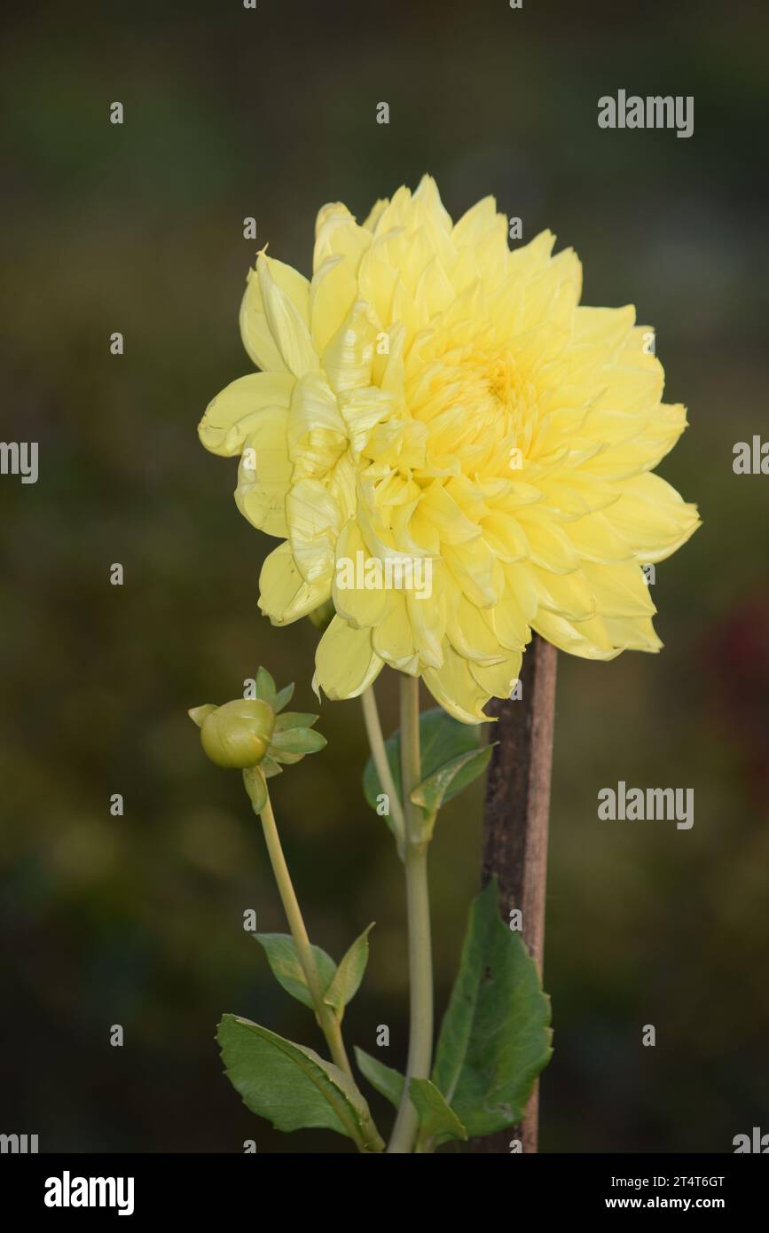 Purple sylvia plant hi-res stock photography and images - Alamy