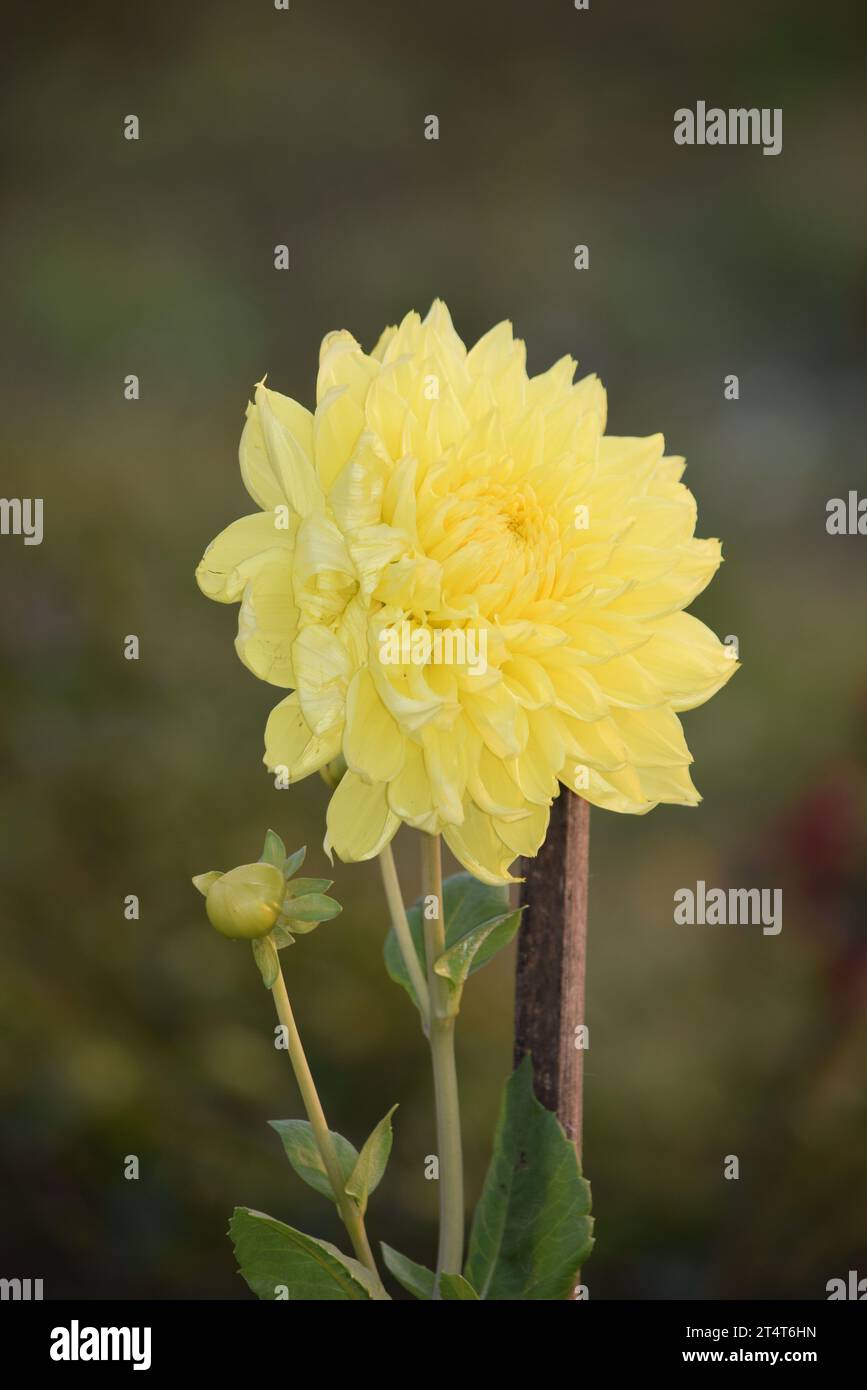 Purple sylvia plant hi-res stock photography and images - Alamy