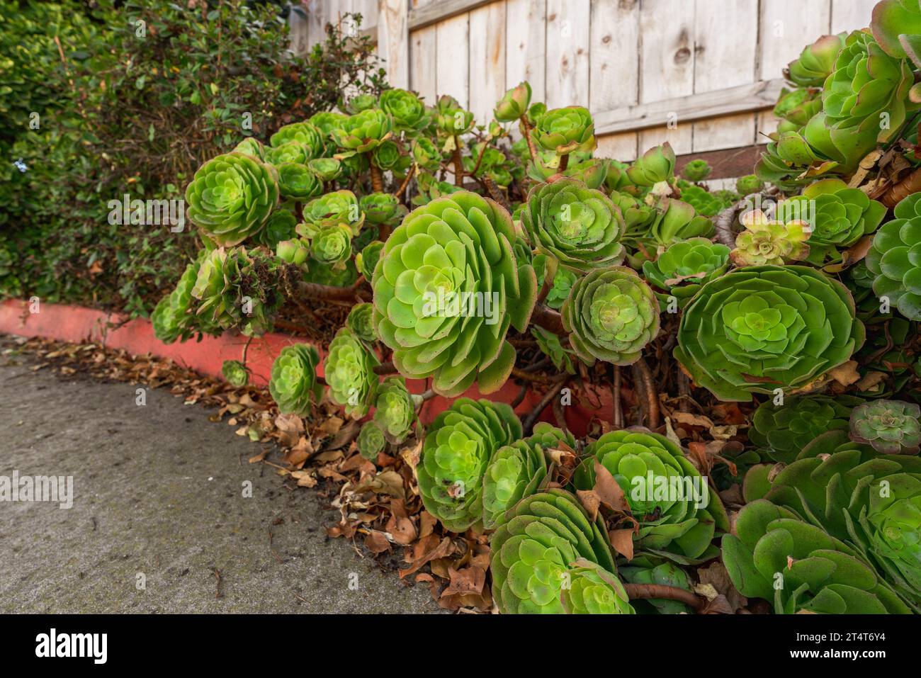 Tree Aeonium, or Aeonium arboreum, or Irish rose, a cone-shaped ...