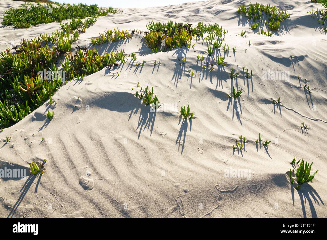 An Ice plant on the beach. Sand dunes and native plants, California ...