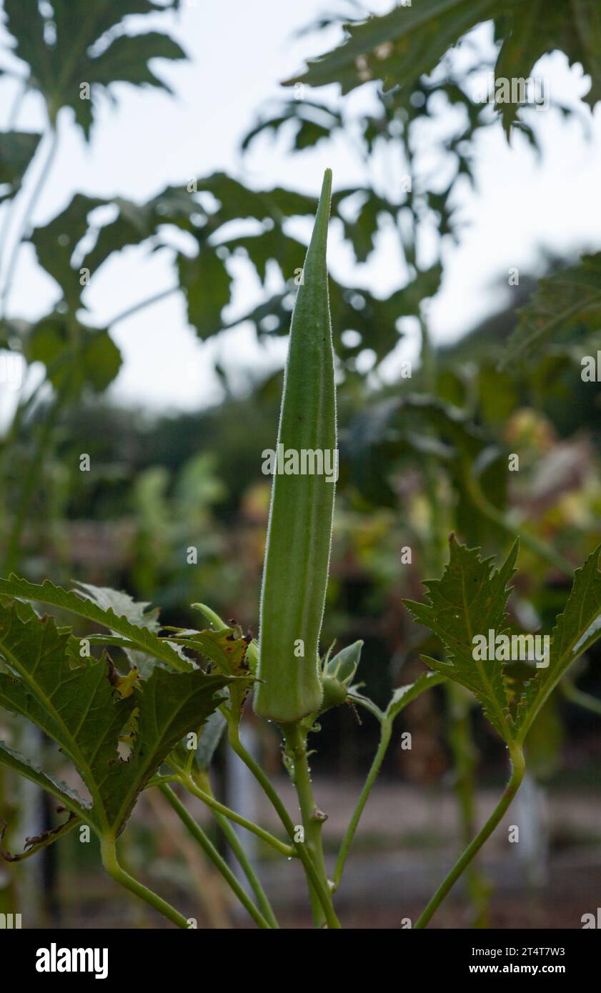 Jumbo okra hi-res stock photography and images - Alamy
