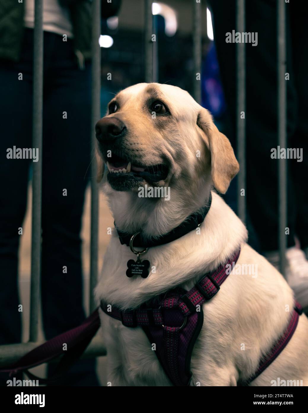 Well-behaved dog at Jiu Jitsu tournament in San Diego California Stock ...