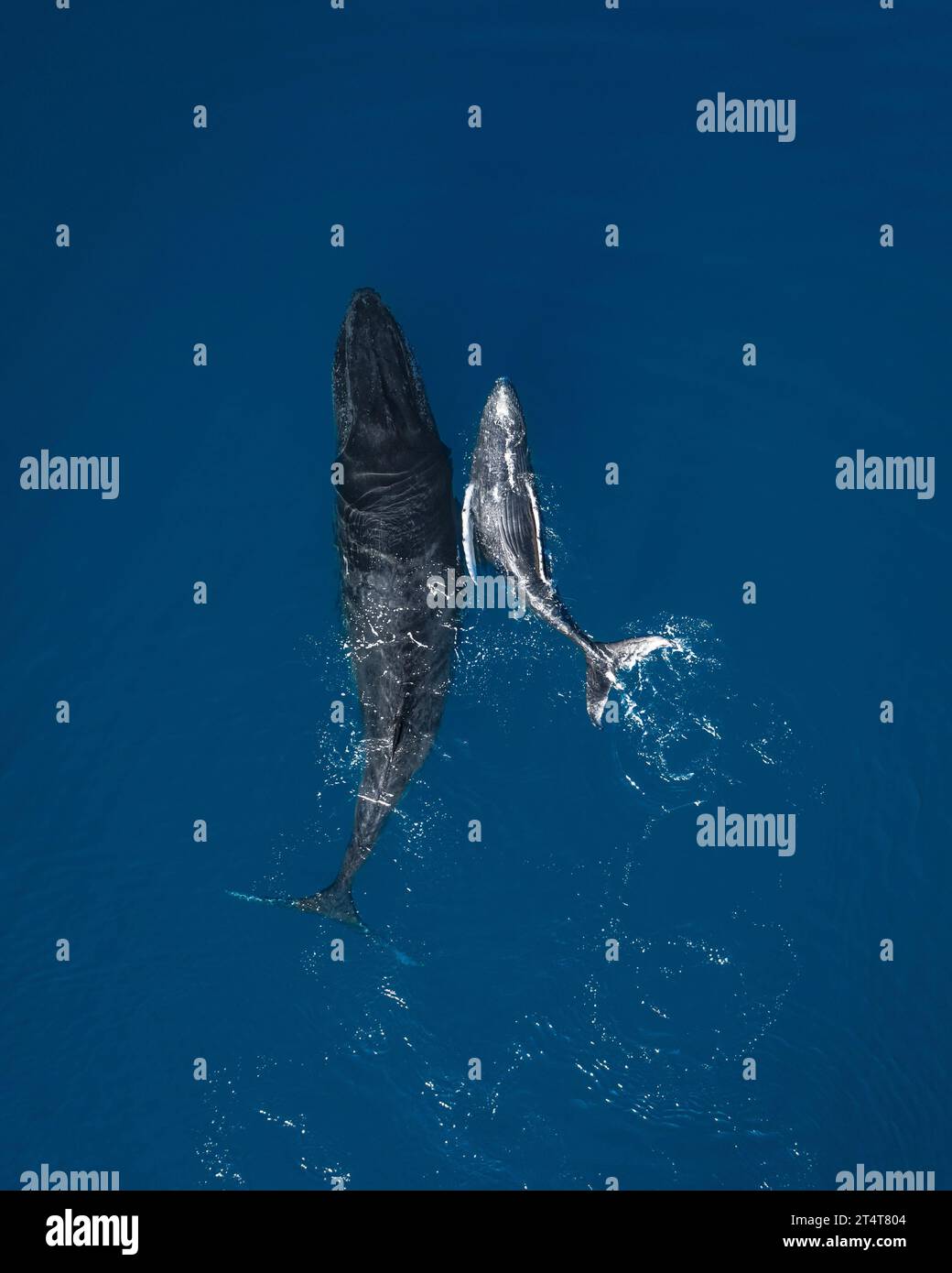 Whales swimming together hi-res stock photography and images - Alamy
