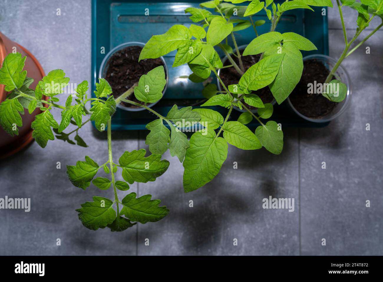 Small tomato plants while growing in spring inside the house Stock ...