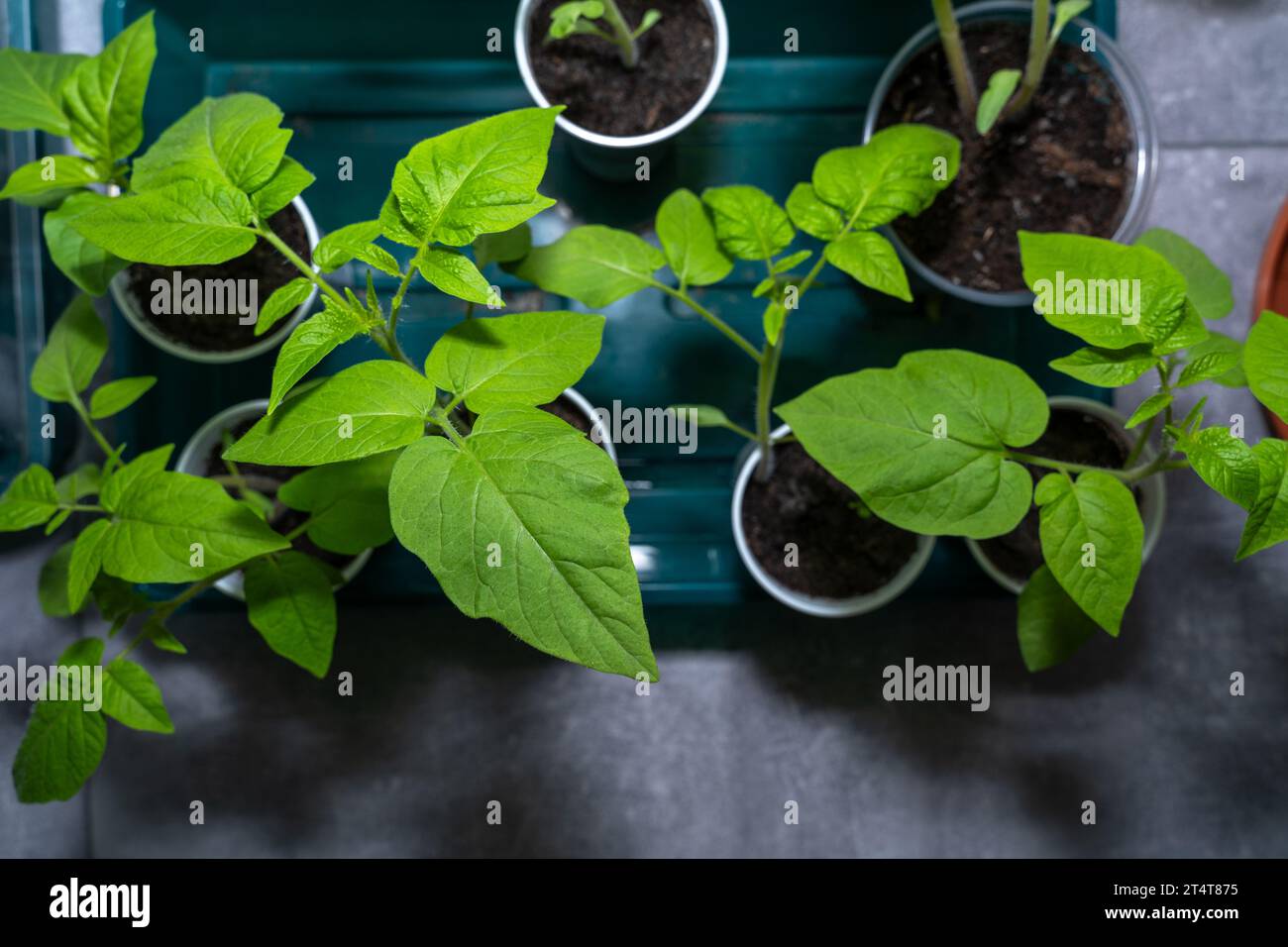 Small tomato plants while growing in spring inside the house Stock ...