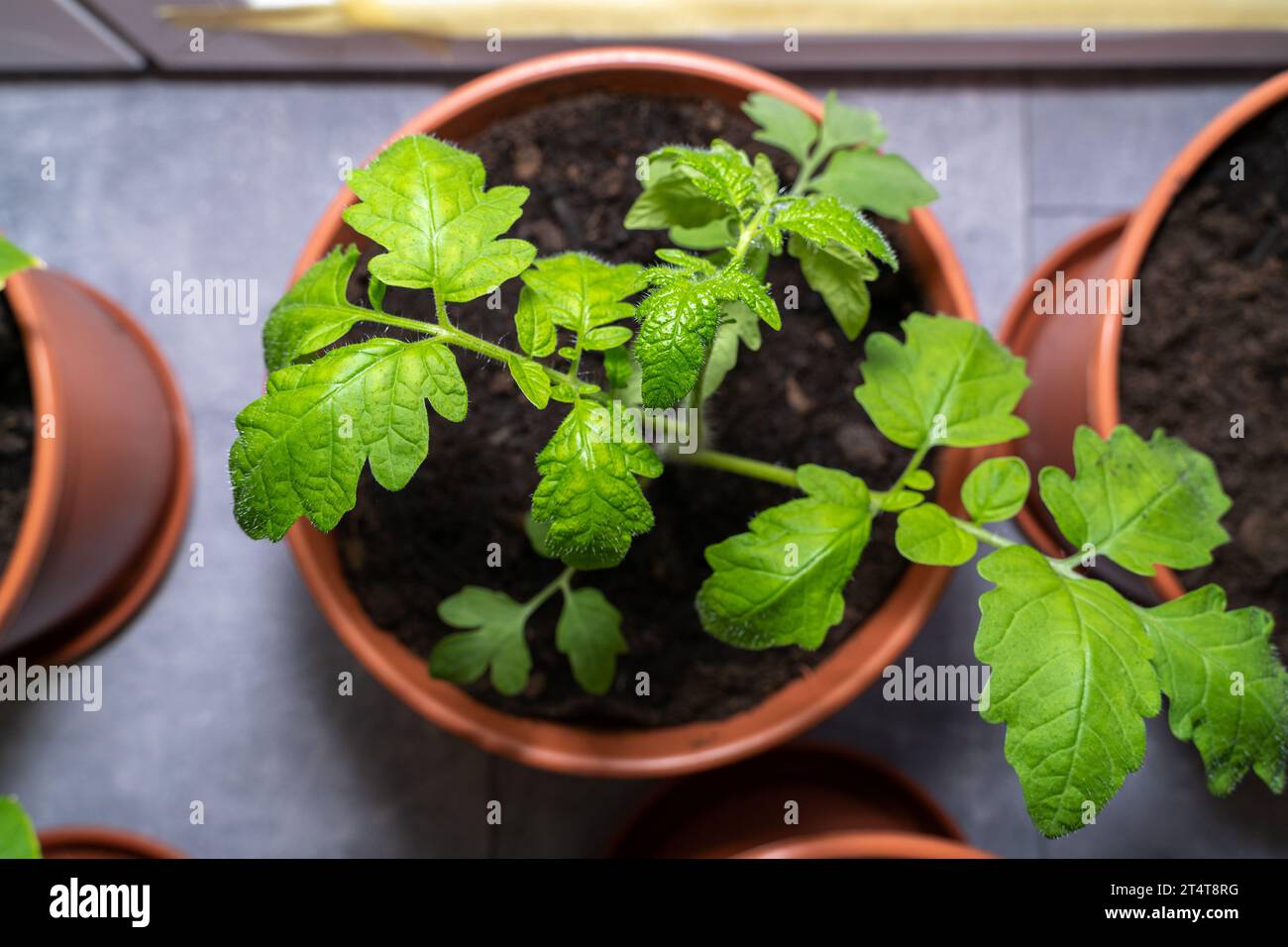 Tomato plant while growing inside the house in spring Stock Photo - Alamy