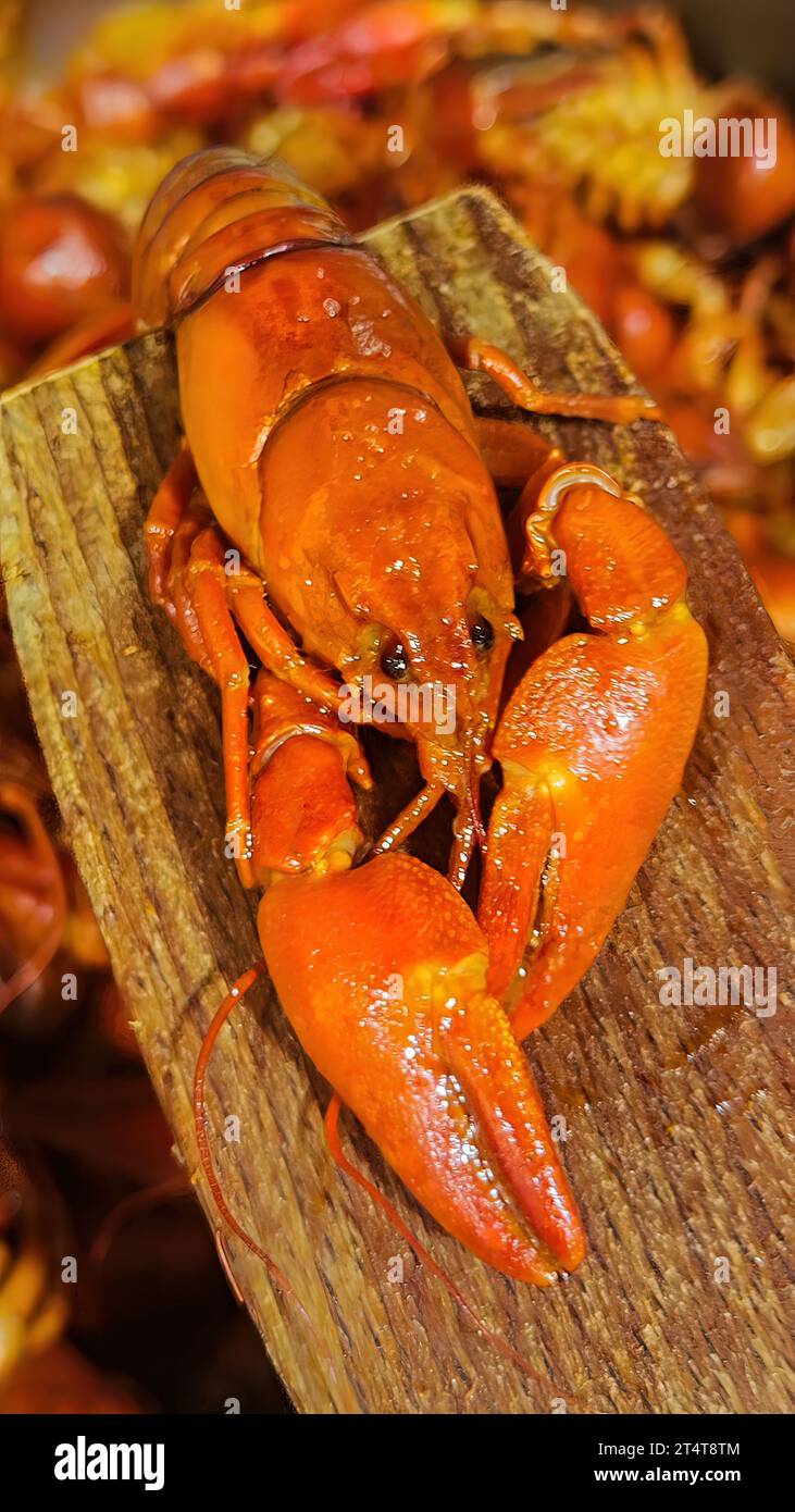 Escaping crab hi-res stock photography and images - Alamy
