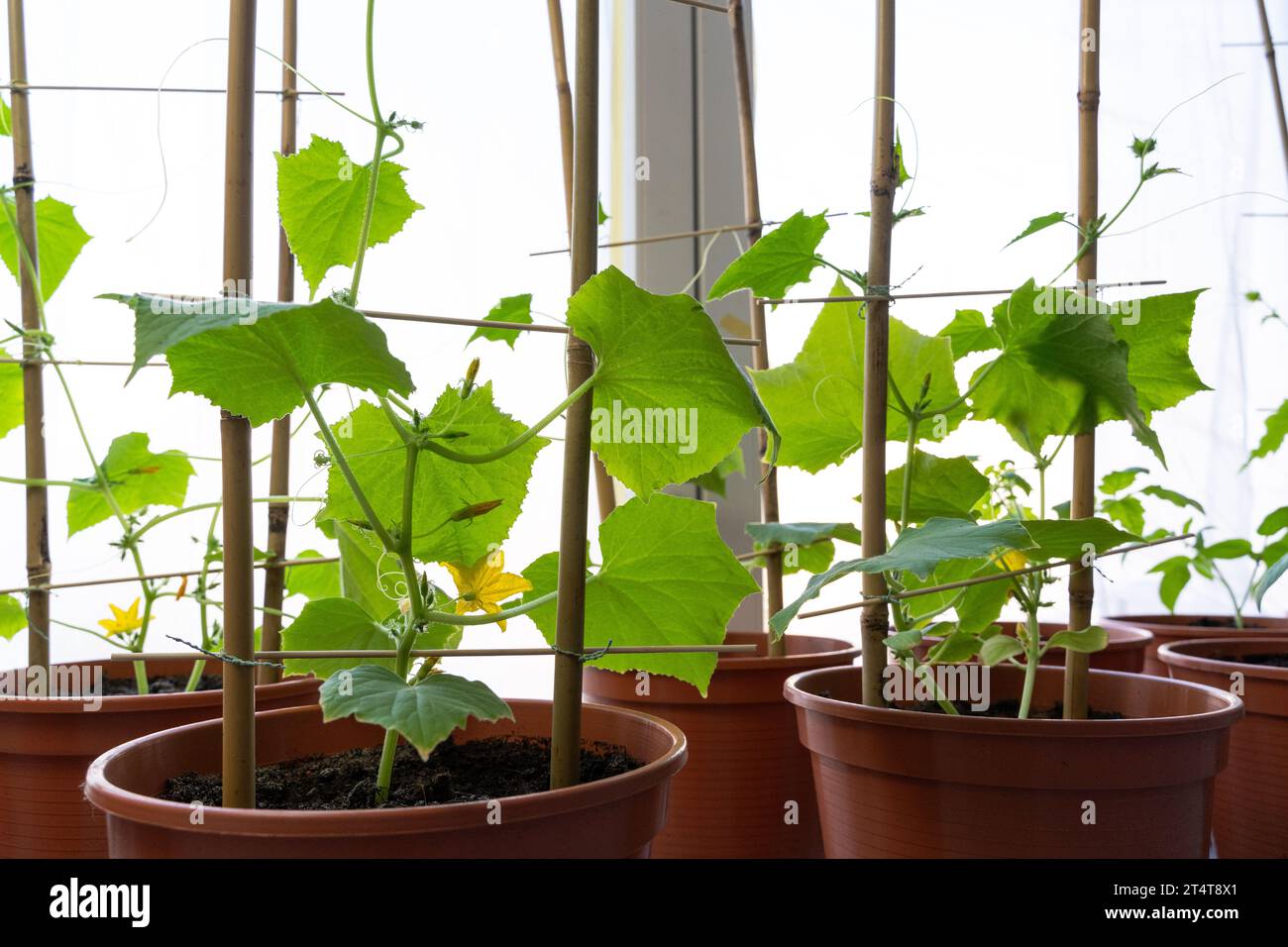 Small cucumber plants while growing inside the house in spring Stock ...