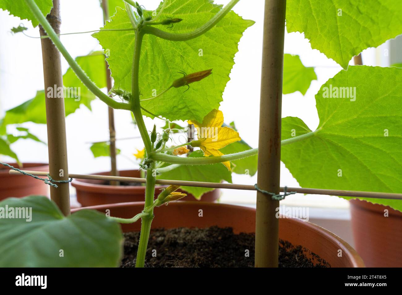 Small cucumber plants while growing inside the house in spring Stock ...