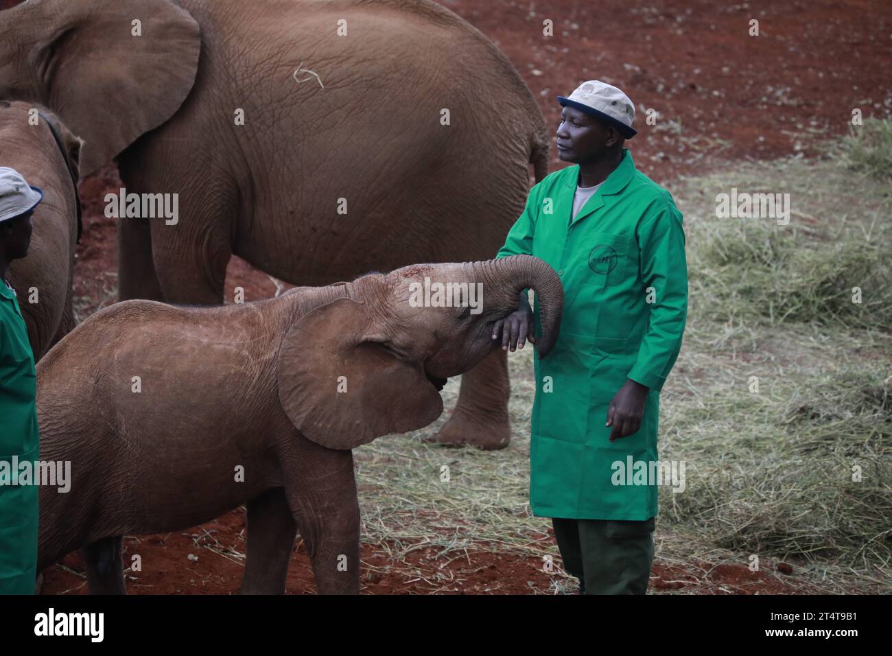 Nairobi, Kenya. 01st Nov, 2023. An elephant keeper plays with baby ...
