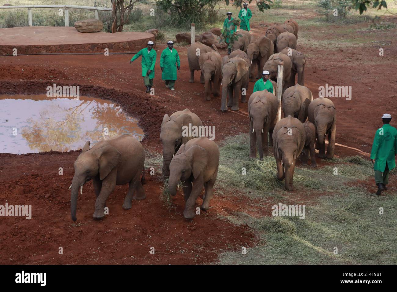 Nairobi, Kenya. 01st Nov, 2023. Elephants are seen at Sheldrick Trust ...