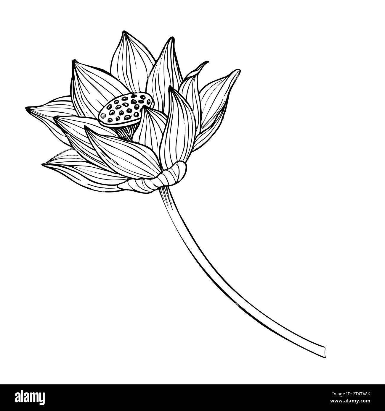 Lotus Flower Black And White Drawing