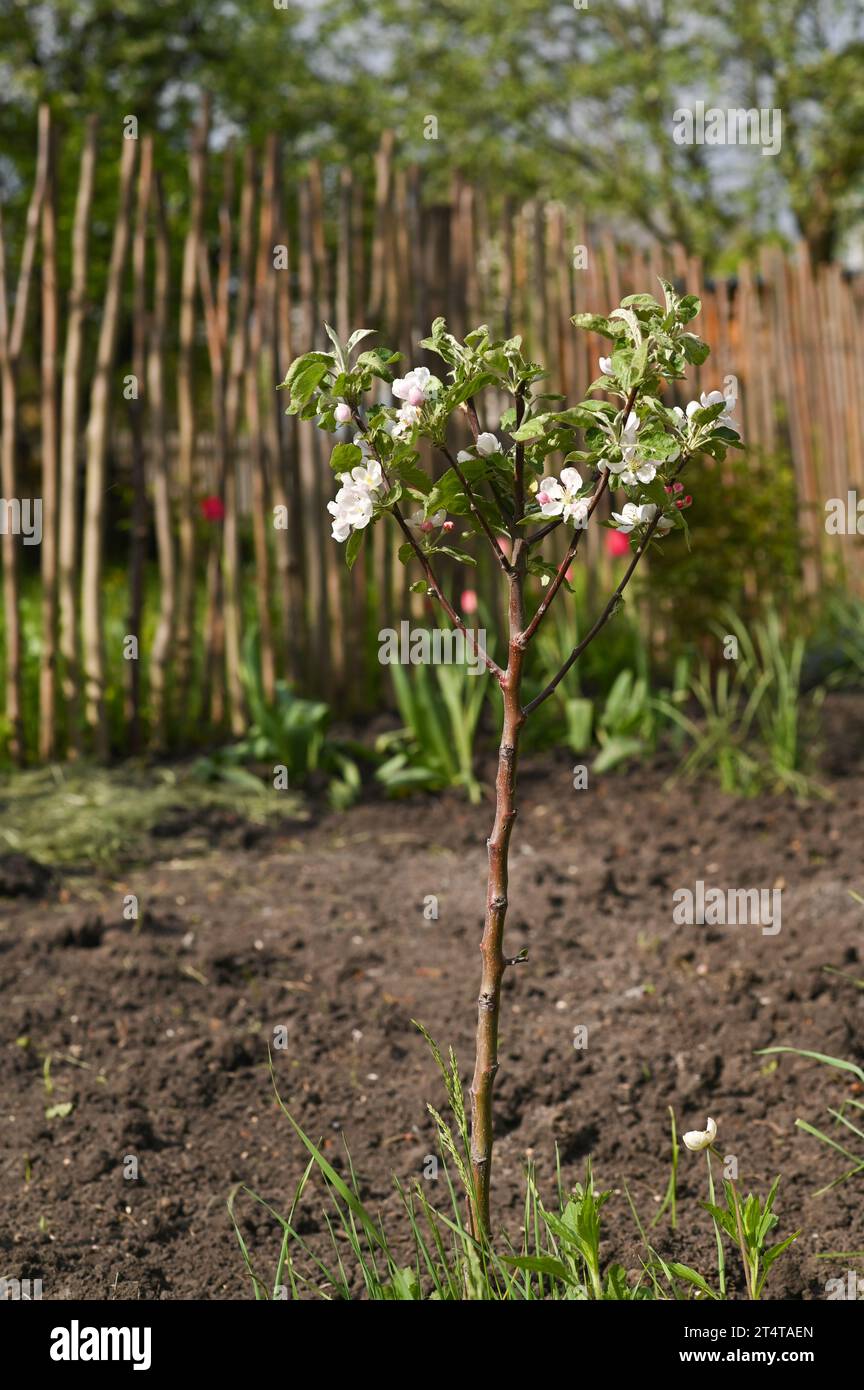 Apple tree seedling hi-res stock photography and images - Alamy