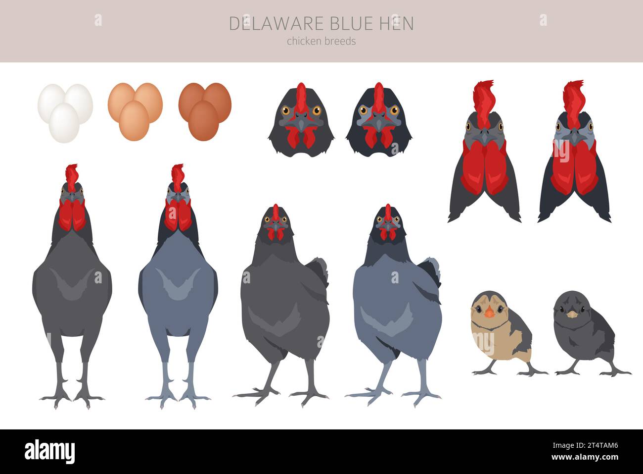 Delaware Blue Hen Chicken breeds clipart. Poultry and farm animals ...