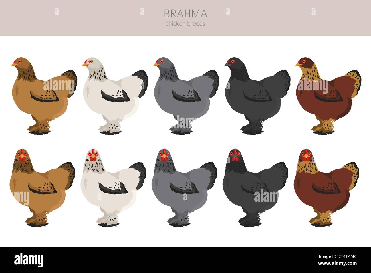 Brahma Chicken breeds clipart. Poultry and farm animals. Different ...