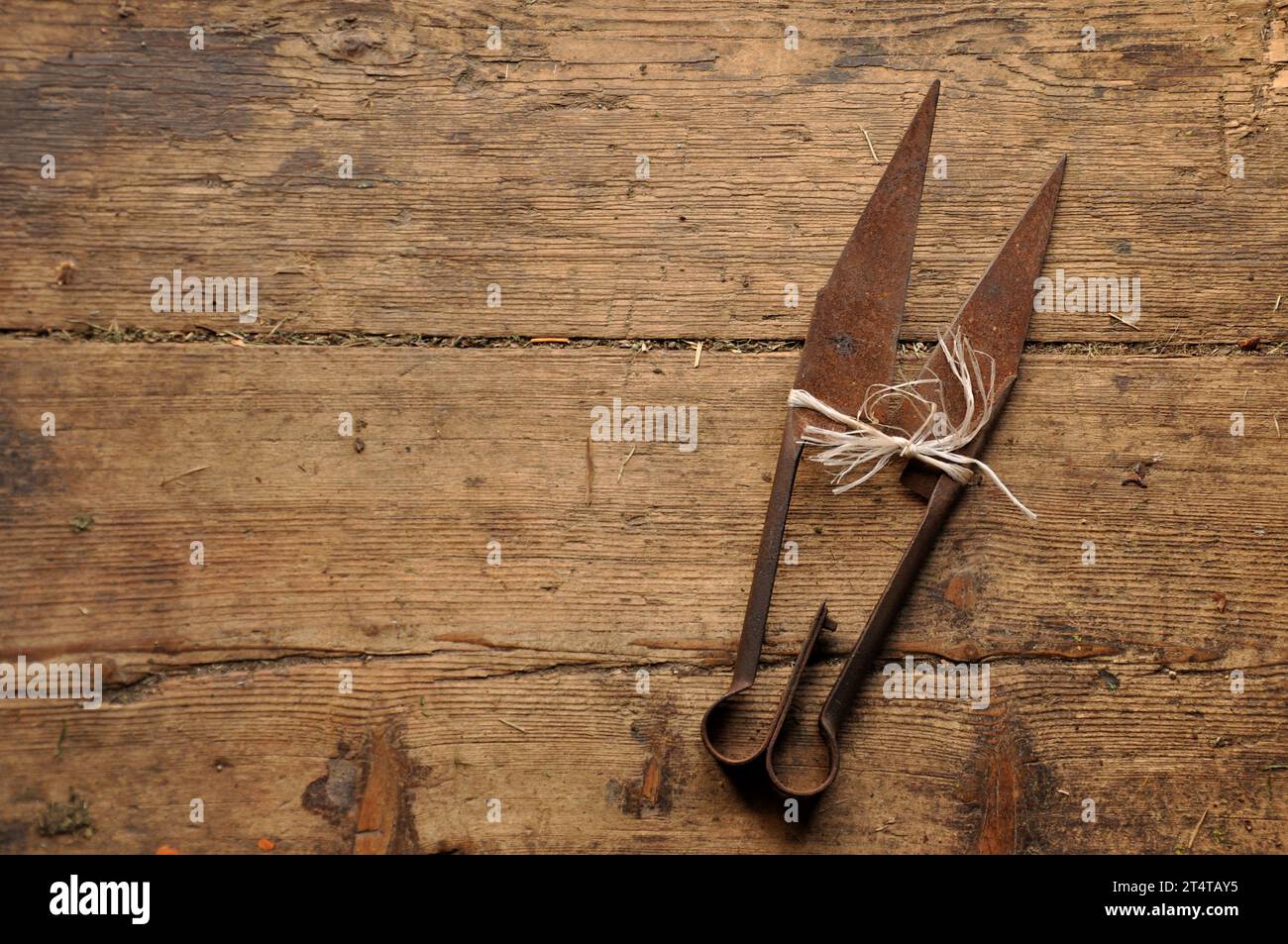 Very old rusty metal scissors for shearing sheep's wool. Simple ...