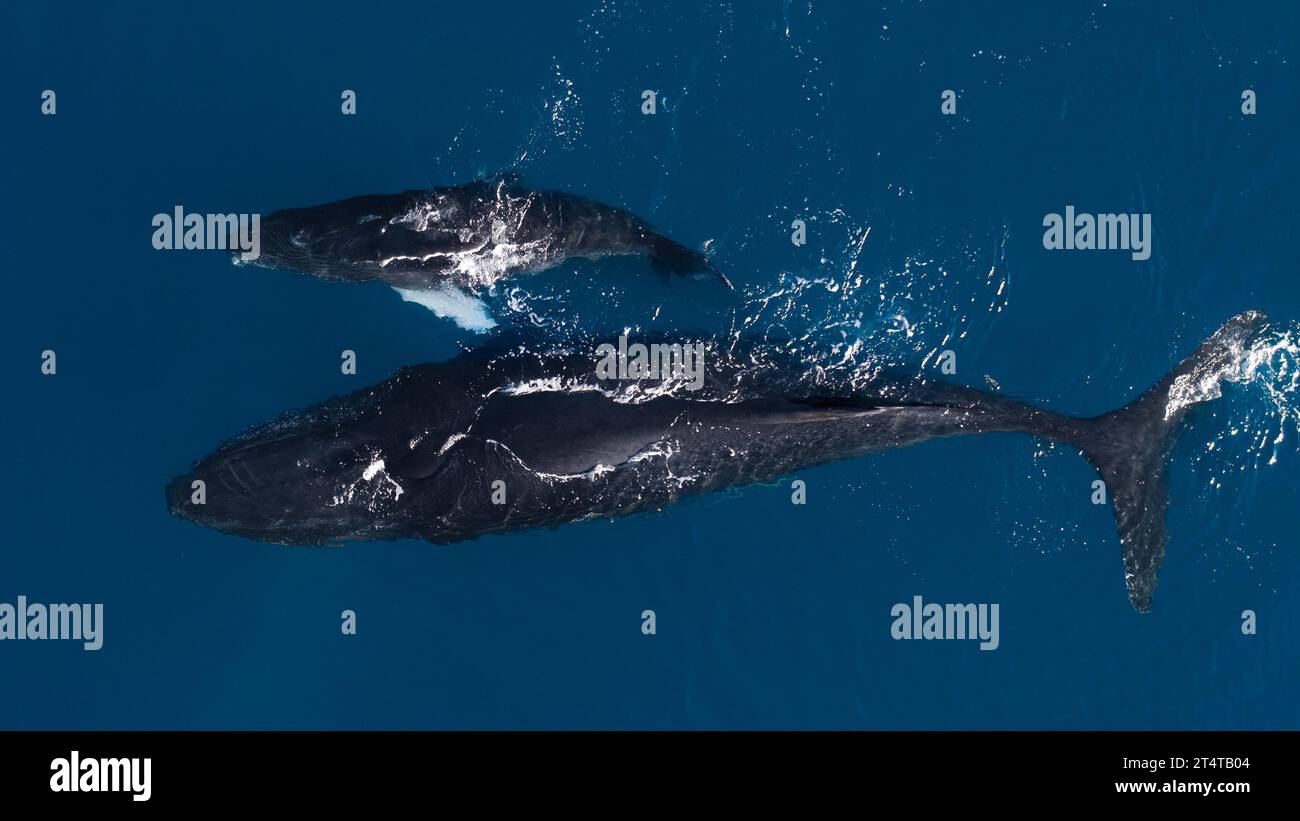 Two majestic humpback whales swimming in unison through a crystal blue ...