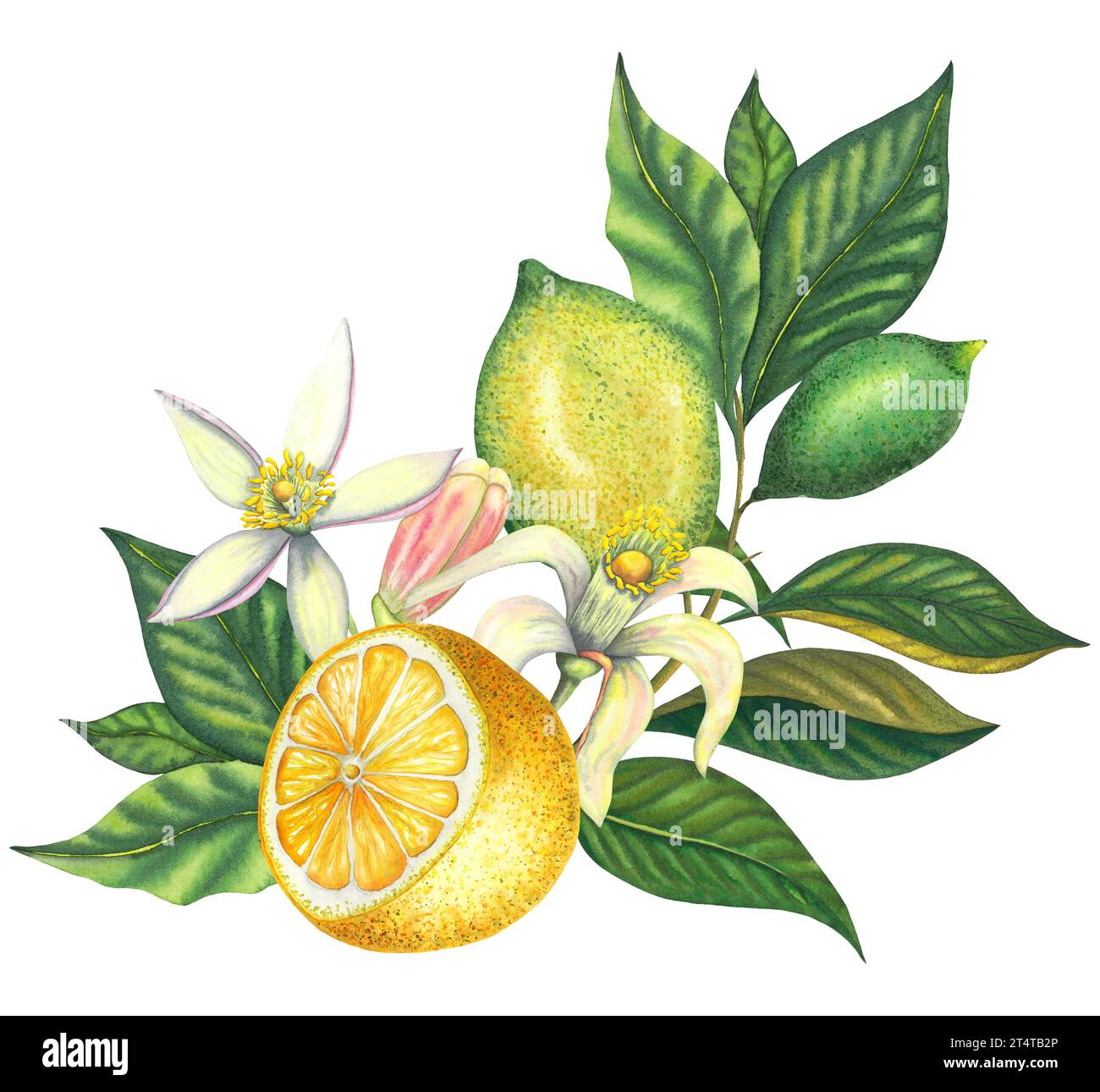 Watercolor composition of blooming lemons and lime branch with leaves ...