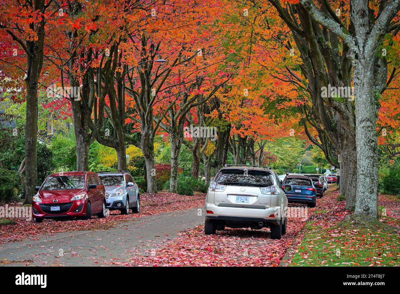 Fall colour, Cambridge Street, East Vancouver, British Columbia, Canada ...
