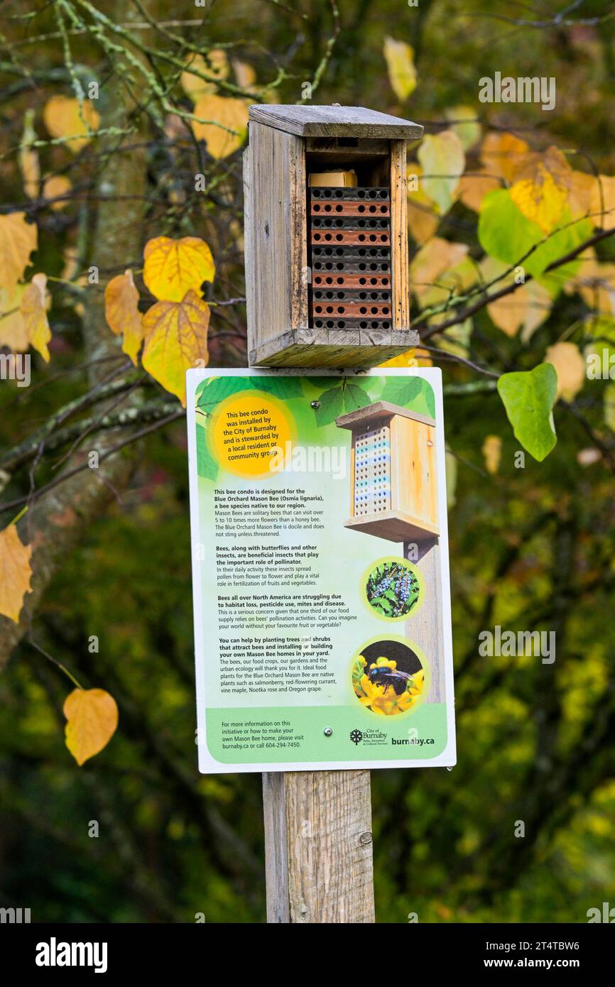 Blue Orchard Mason bee, nesting box, Burnaby, British Columbia, Canada ...