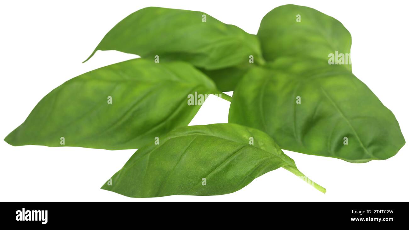 Fresh basil leaves closeup and isolated Stock Photo - Alamy