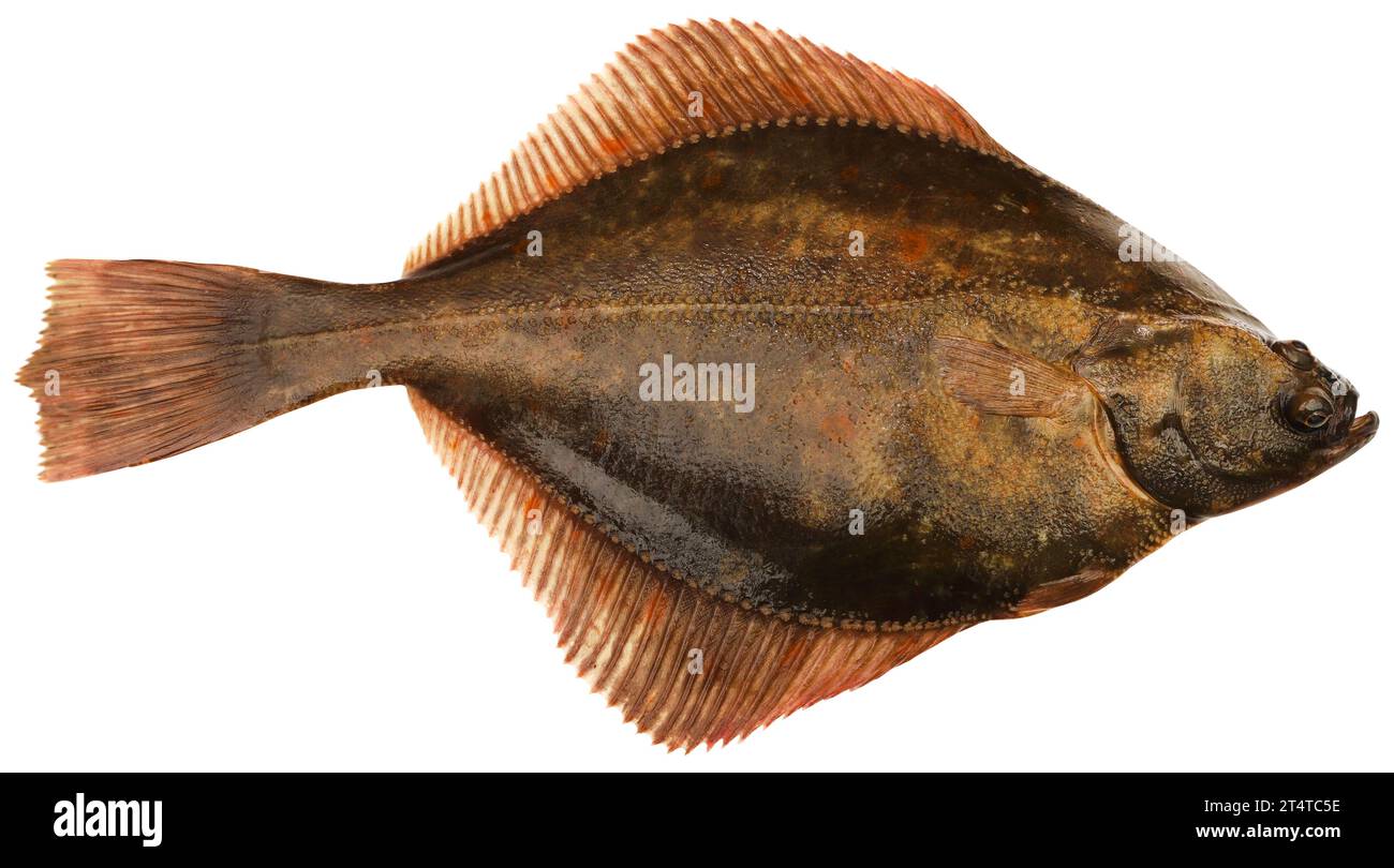 Flatfish caught from sea isolated Stock Photo - Alamy