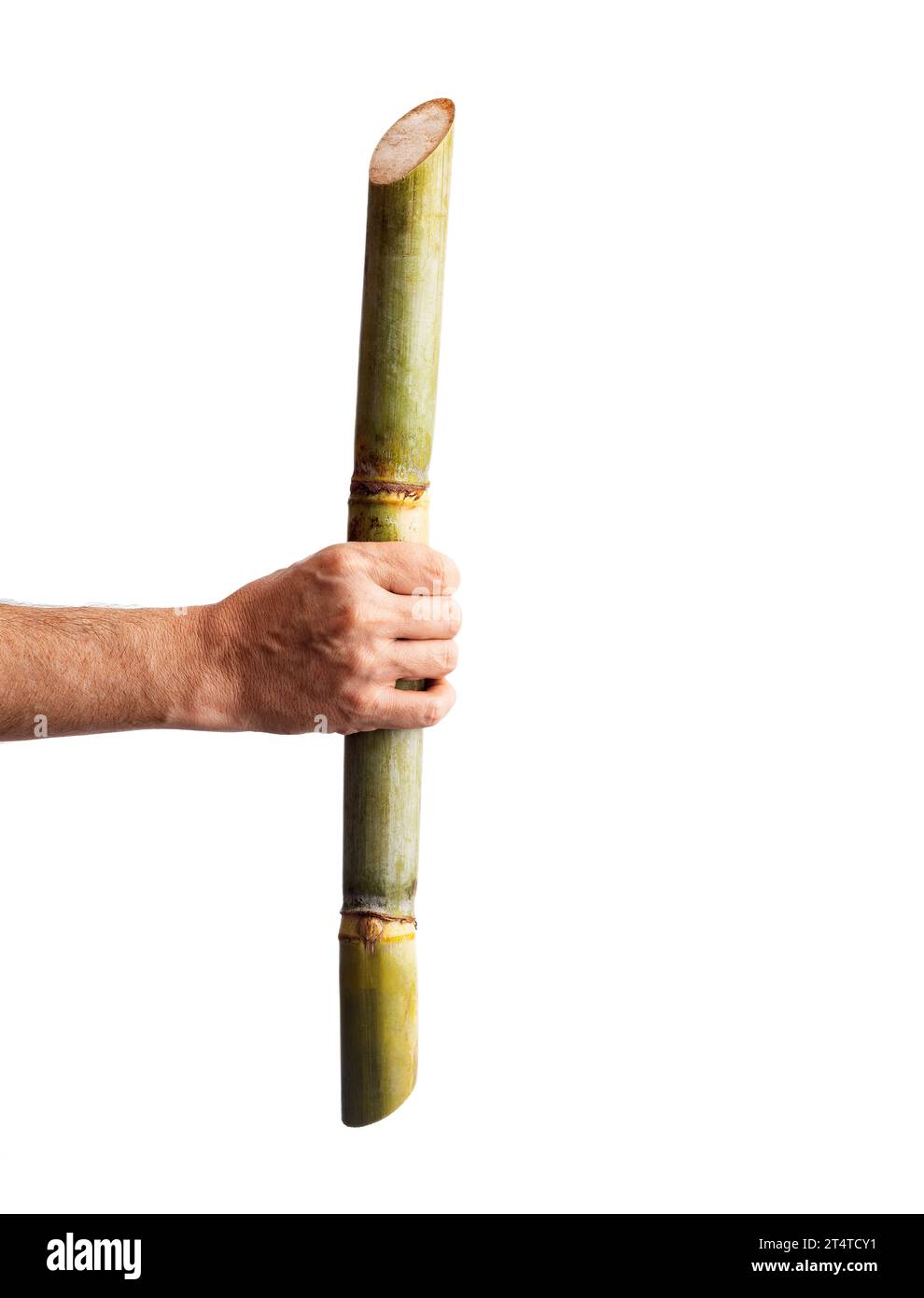 Hand holding stalk of sugar cane - Saccharum officinarum Stock Photo ...