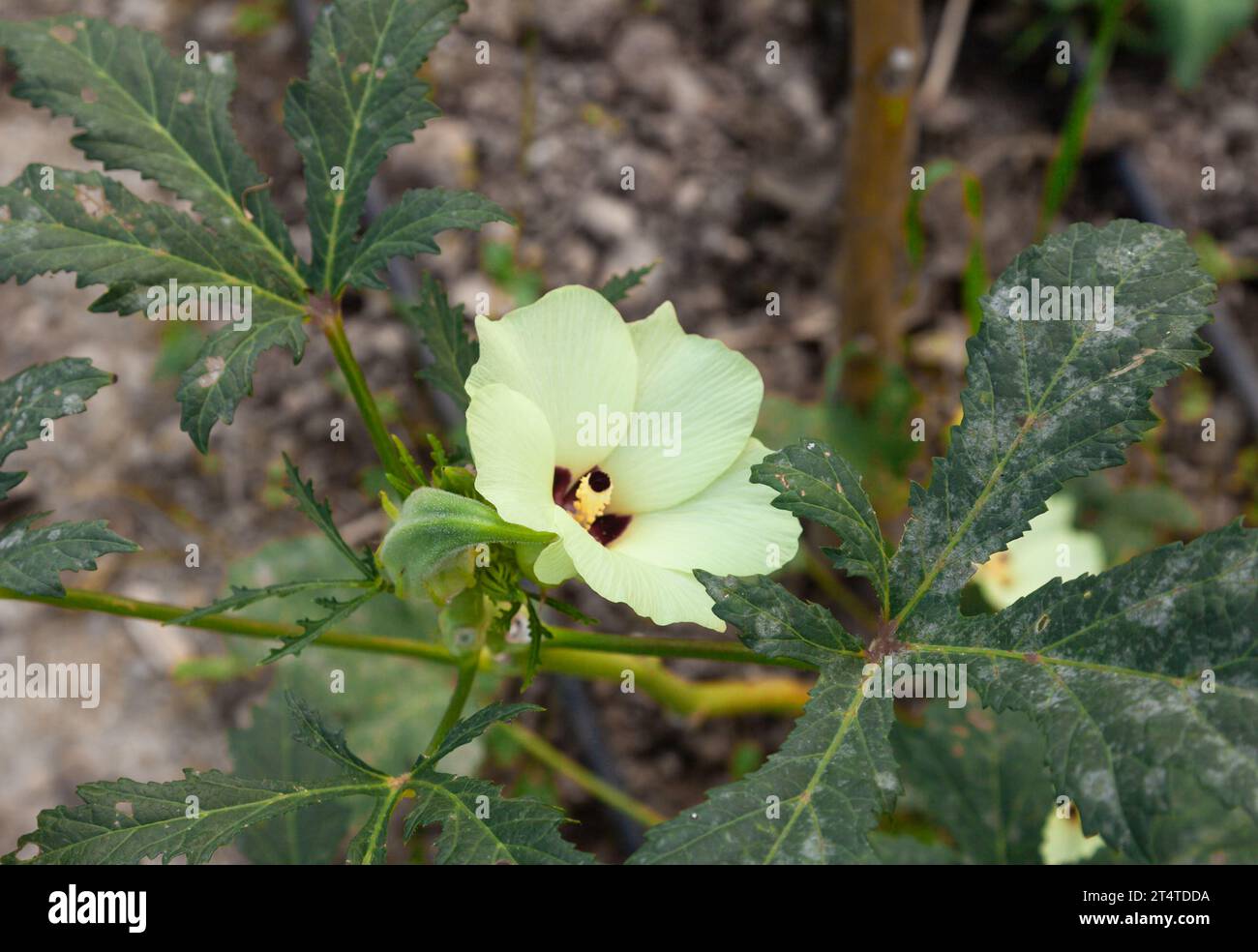 Close up of a single okra plant flower with leaves. Okra field Stock ...