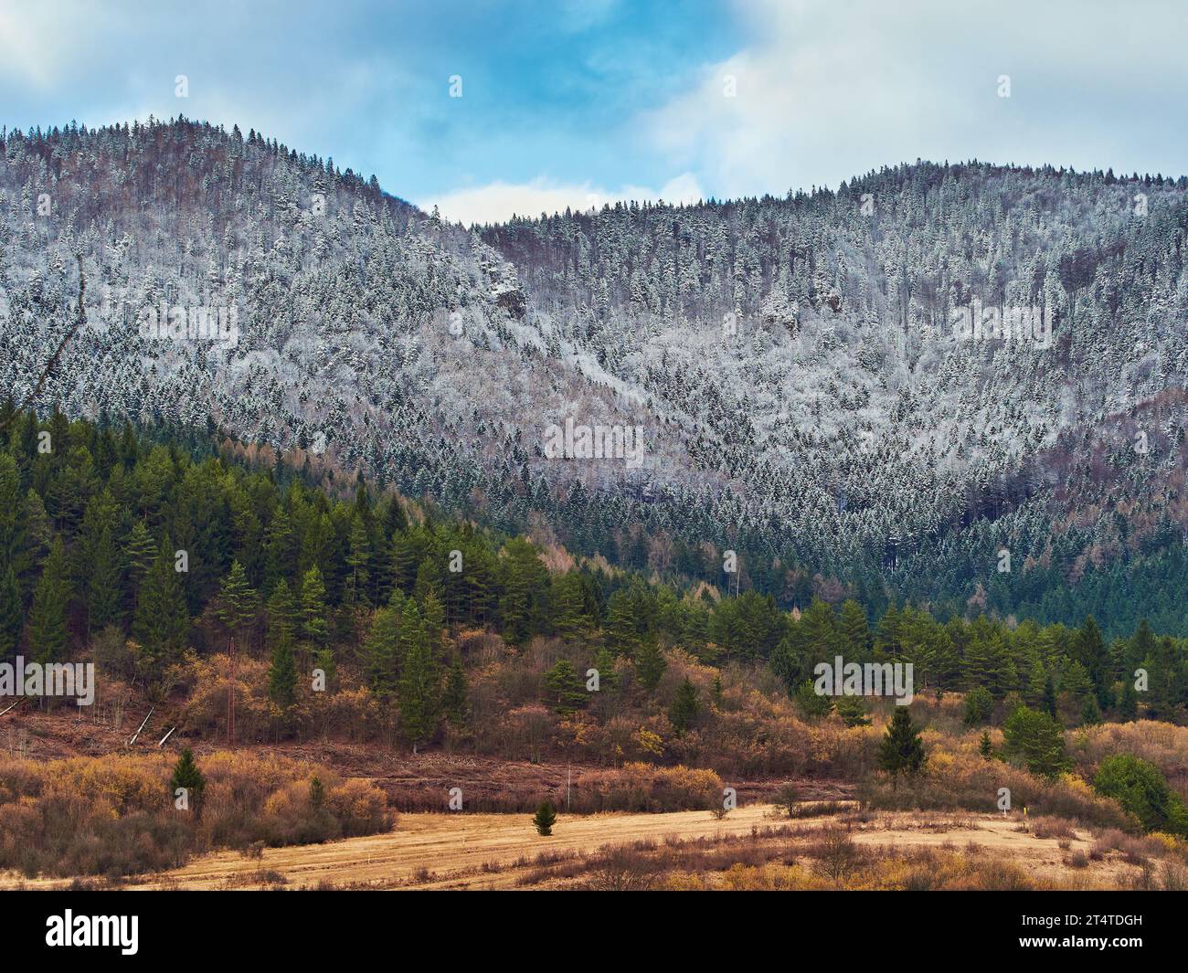 Freezing forest hi-res stock photography and images - Alamy