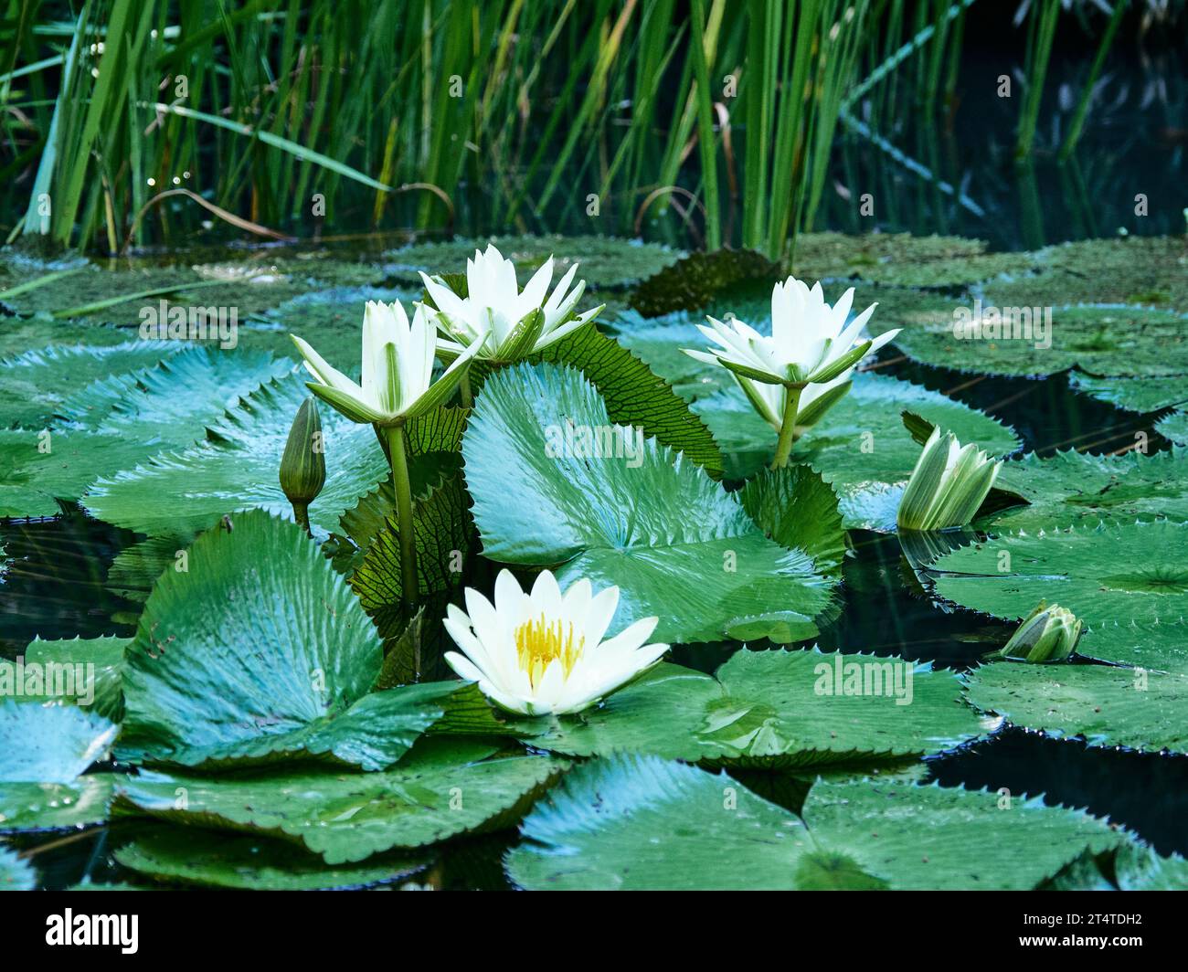 White Water lily (Nymphaeaceae) on lake Stock Photo - Alamy