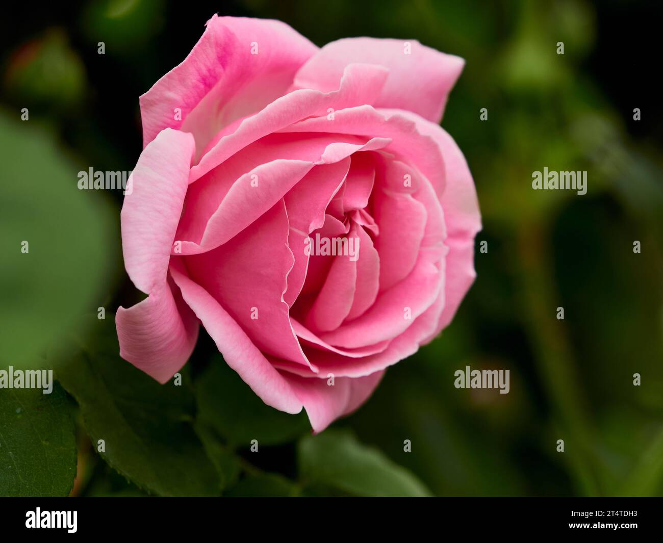 Blurred rose hi-res stock photography and images - Alamy