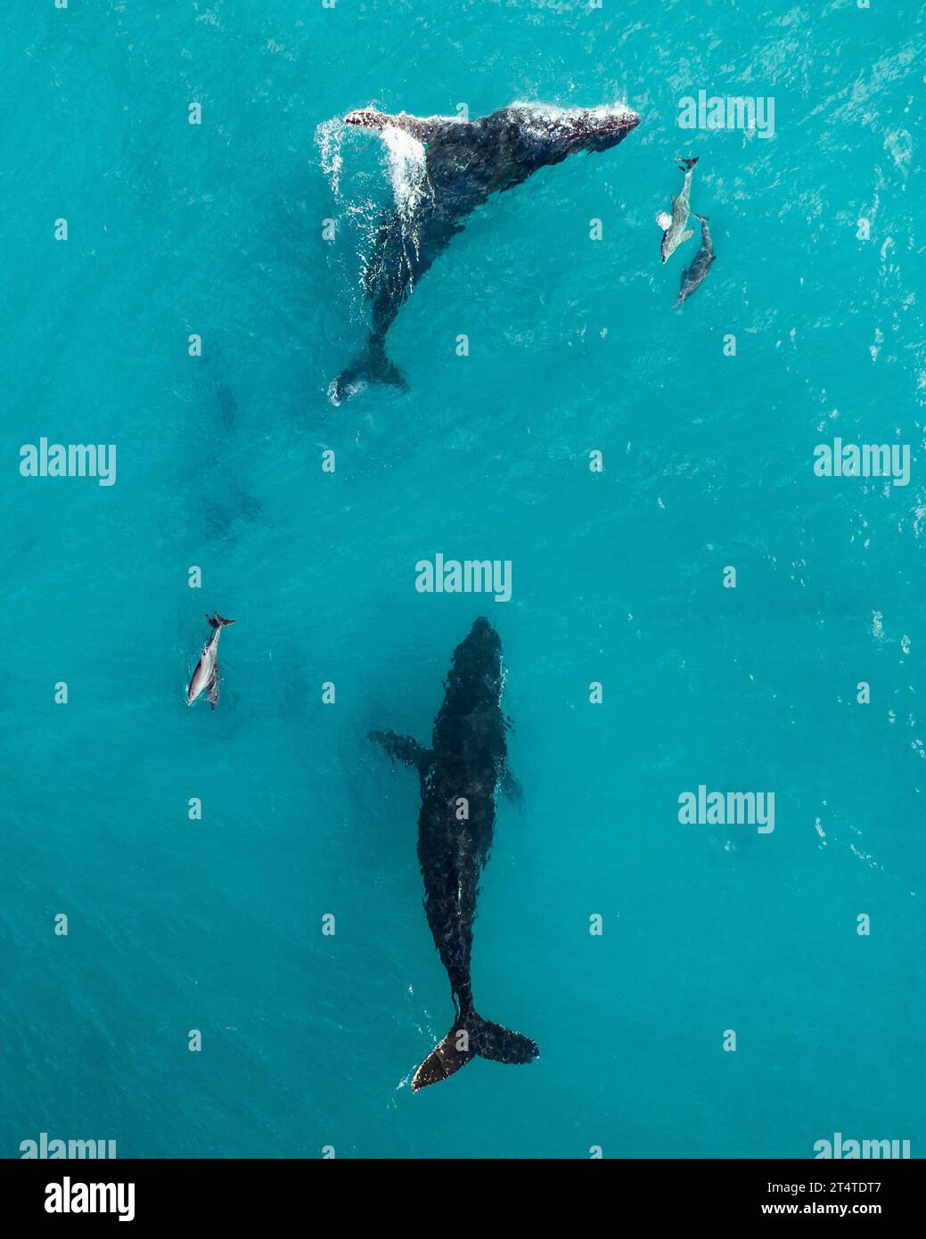 A pod of humpback whales swimming in the crystal blue waters of the ...