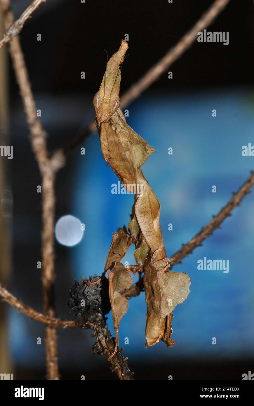 Alien ghost mantis Phyllocrania paradoxa is hiding on the branch Stock ...