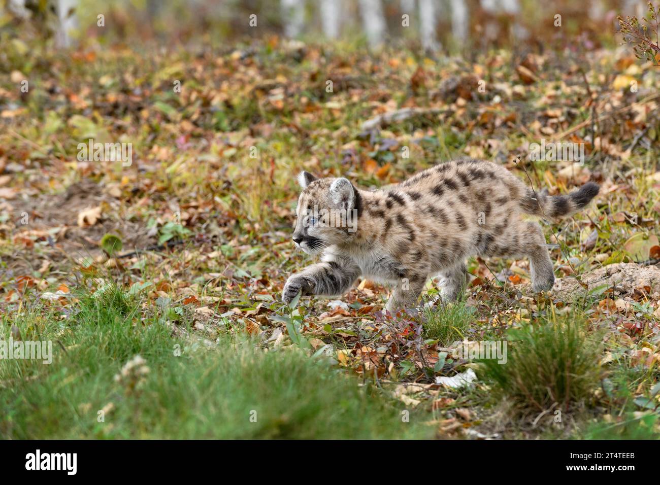 Puma paw hi-res stock photography and images - Alamy