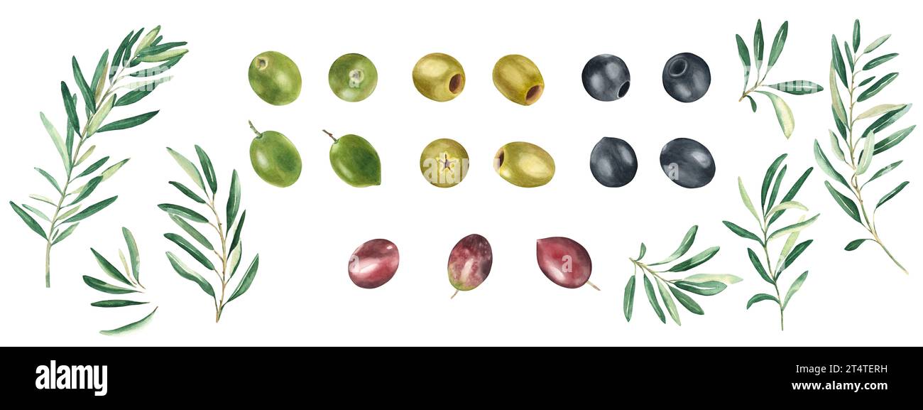 Olive branches and green, black and red fruits set isolated on white ...