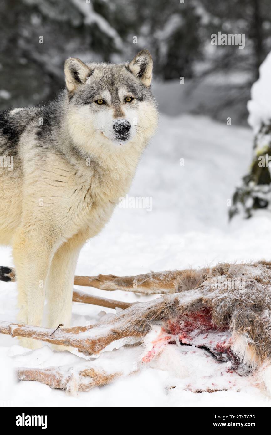Grey Wolf (Canis lupus) Stands Over Legs of Deer Carcass Winter ...