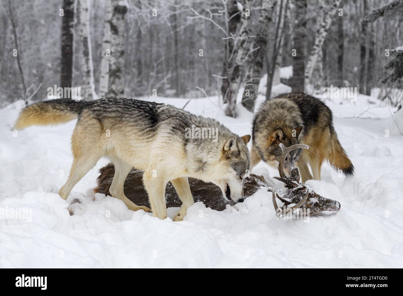 Two Grey Wolves (Canis lupus) Examine White-Tail Deer Body Winter - captive animals Stock Photo ...