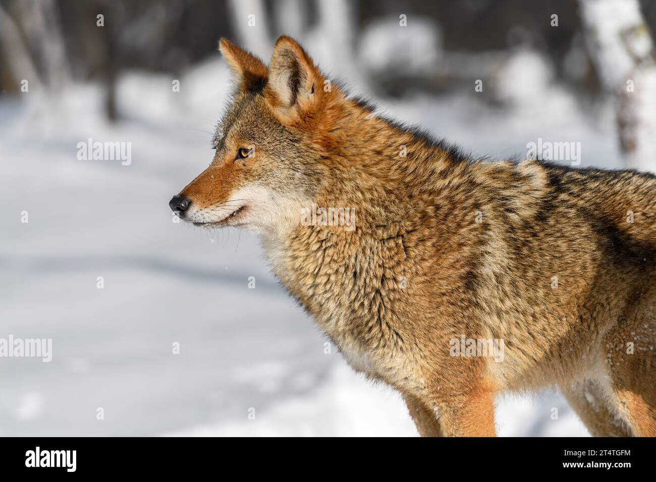 Coyote (Canis latrans) Stands in Profile Facing Left Winter - captive ...