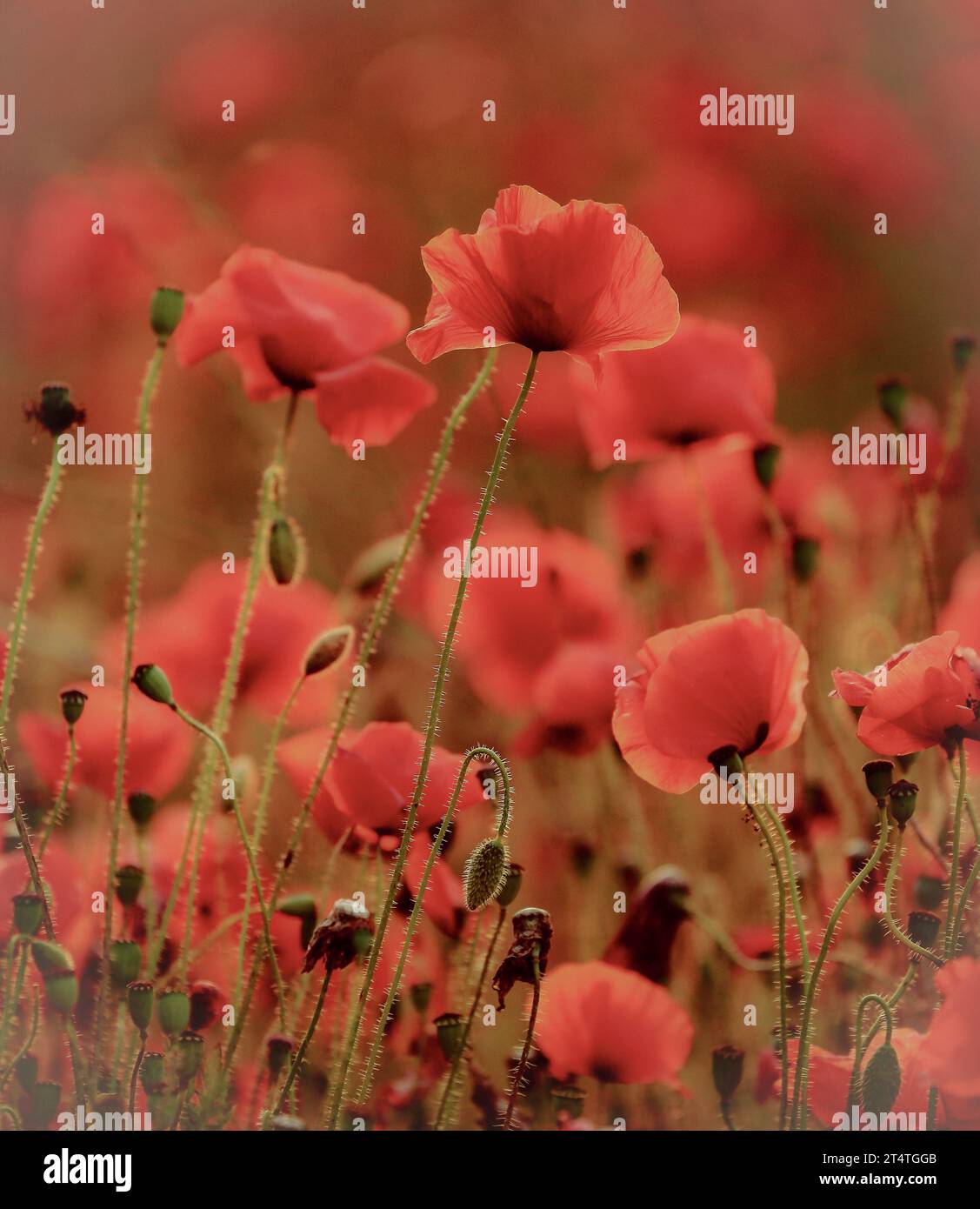 Cotswold poppy fields hi-res stock photography and images - Alamy