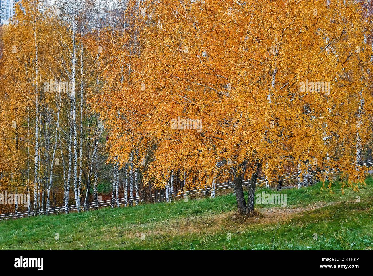 Birch trees russia hi-res stock photography and images - Alamy