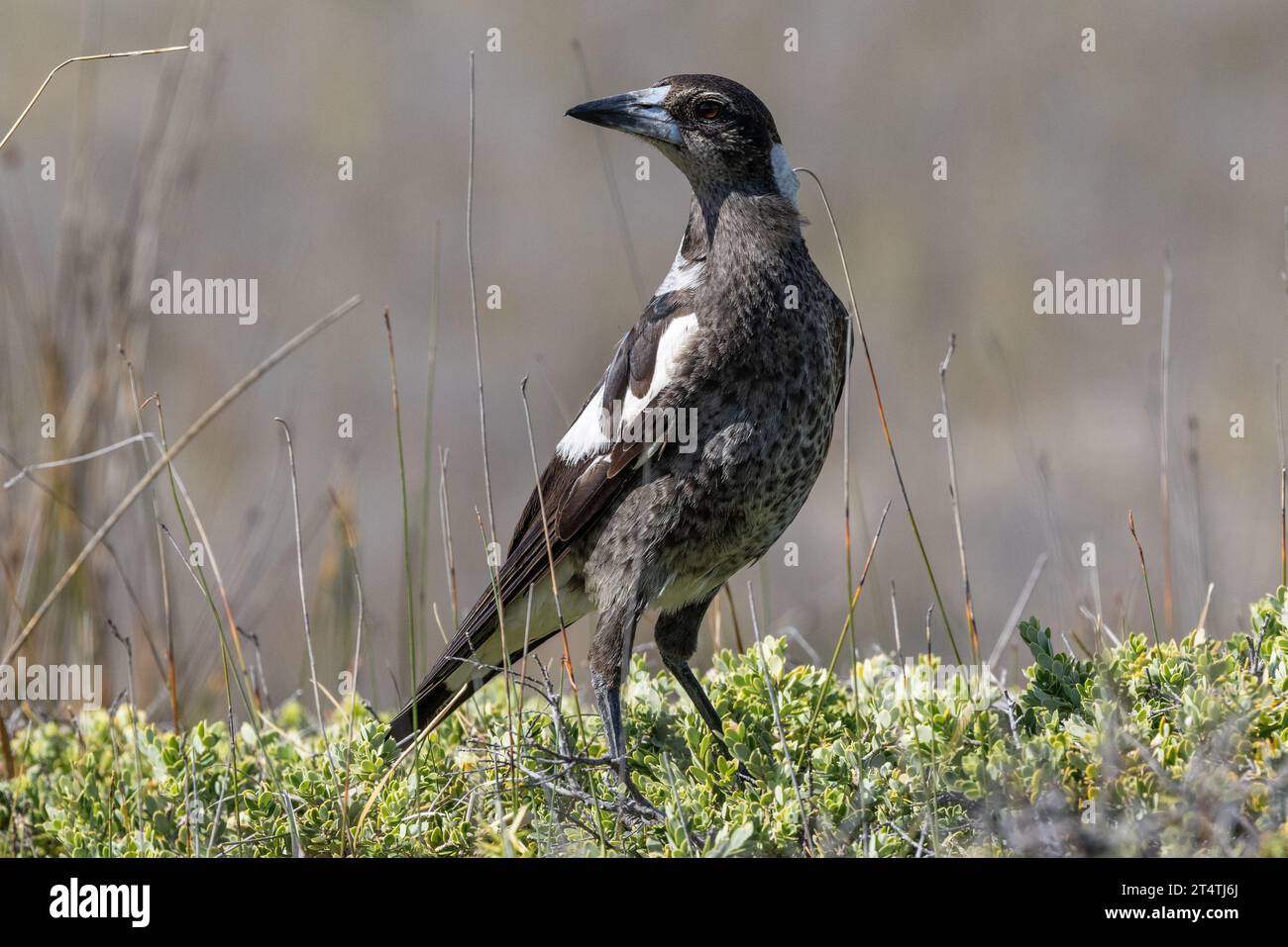 Australian Magpie foraging for food on the ground Stock Photo - Alamy