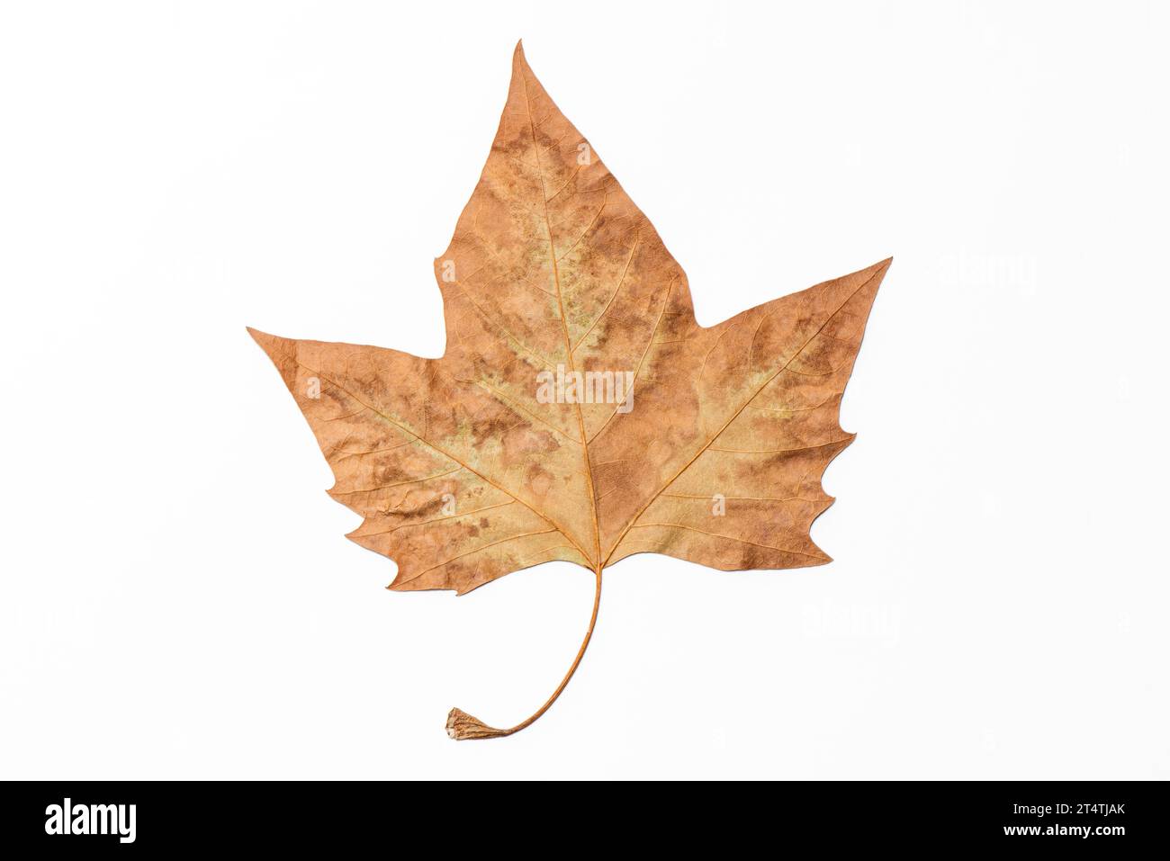 Orange autumn natural motion Cut Out Stock Images & Pictures - Alamy