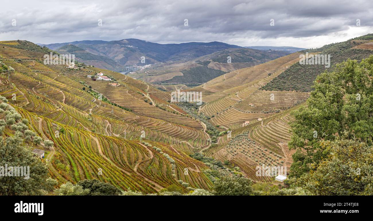 Panoramic view looking down at the River Douro and terraces of ...