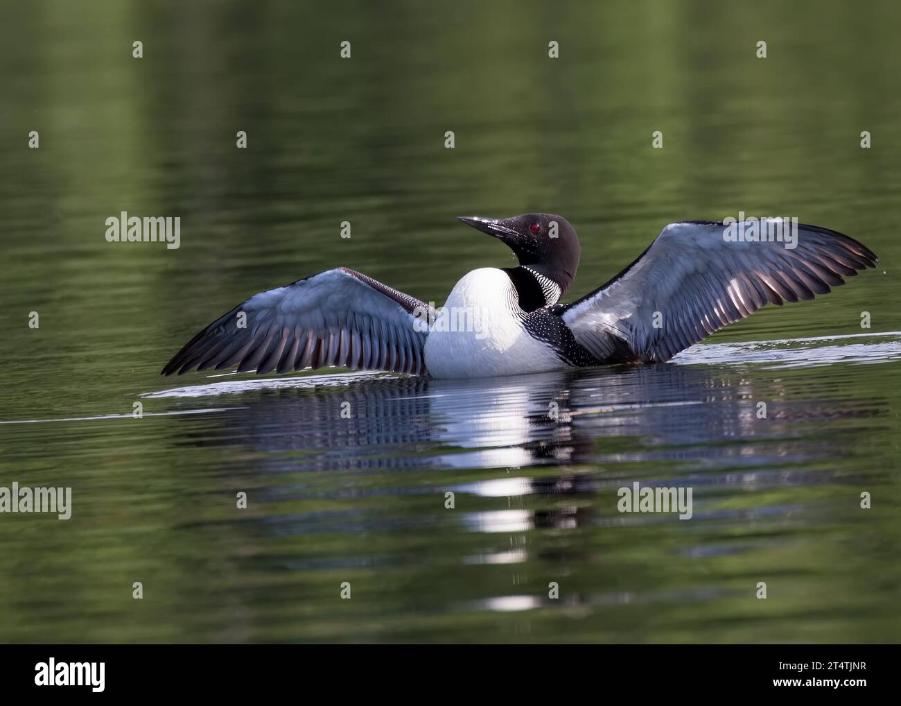 Pretty Common Loon (Gavia immer) spreading its wings on a remote ...