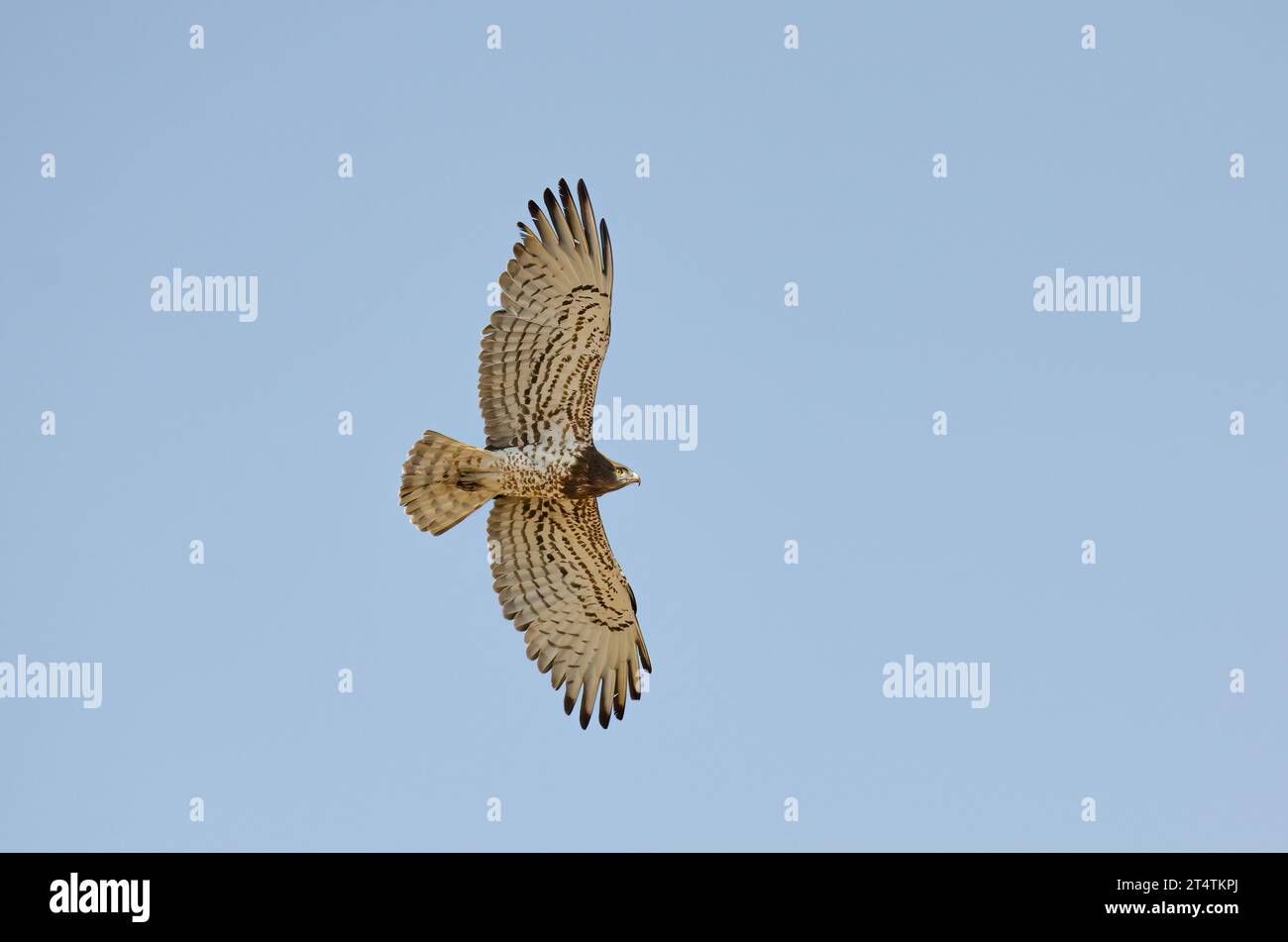 Short-toed Snake Eagle (Circaetus gallicus) flying in the sky Stock ...