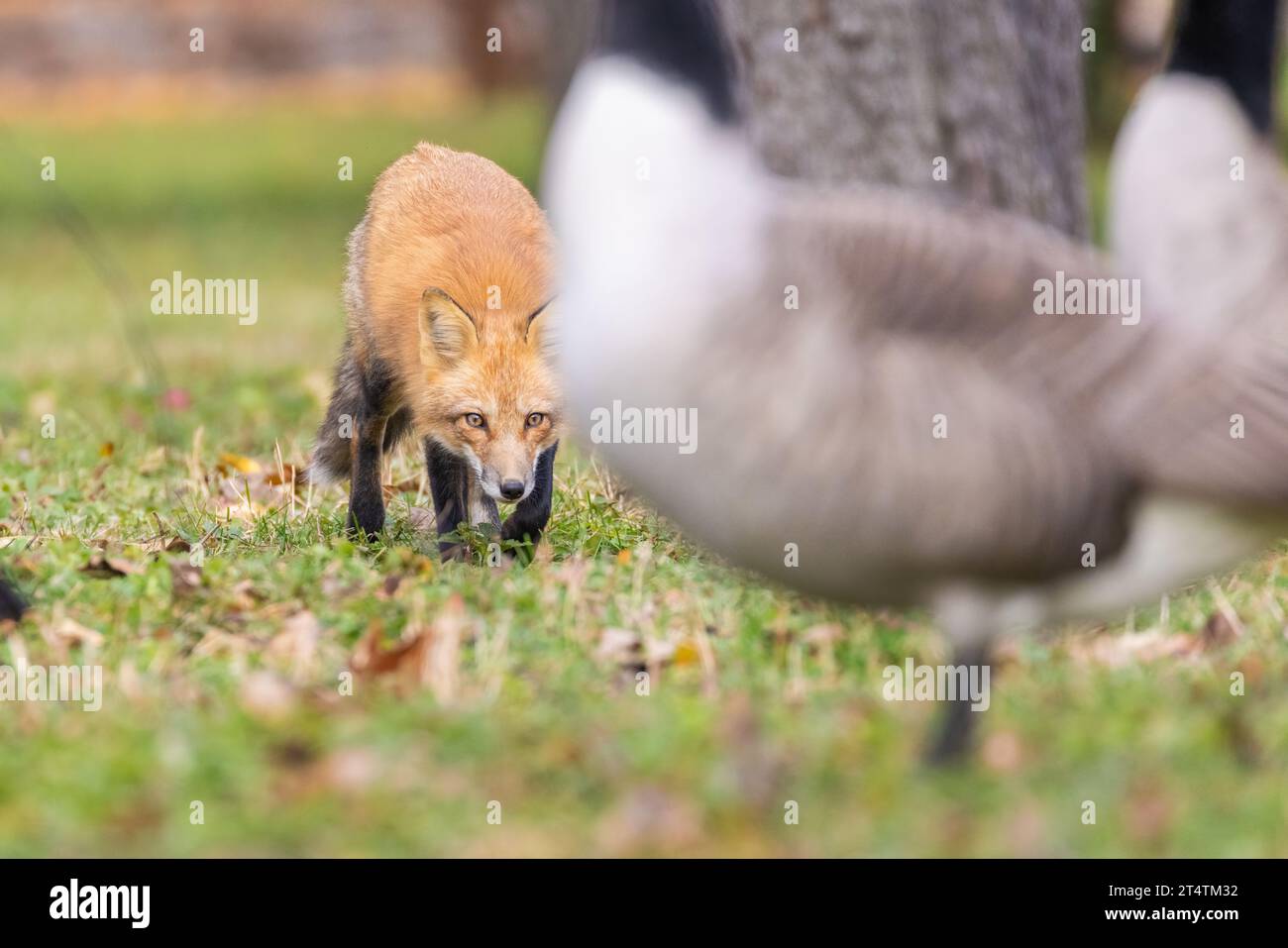 Red fox hunting canada goose Stock Photo - Alamy