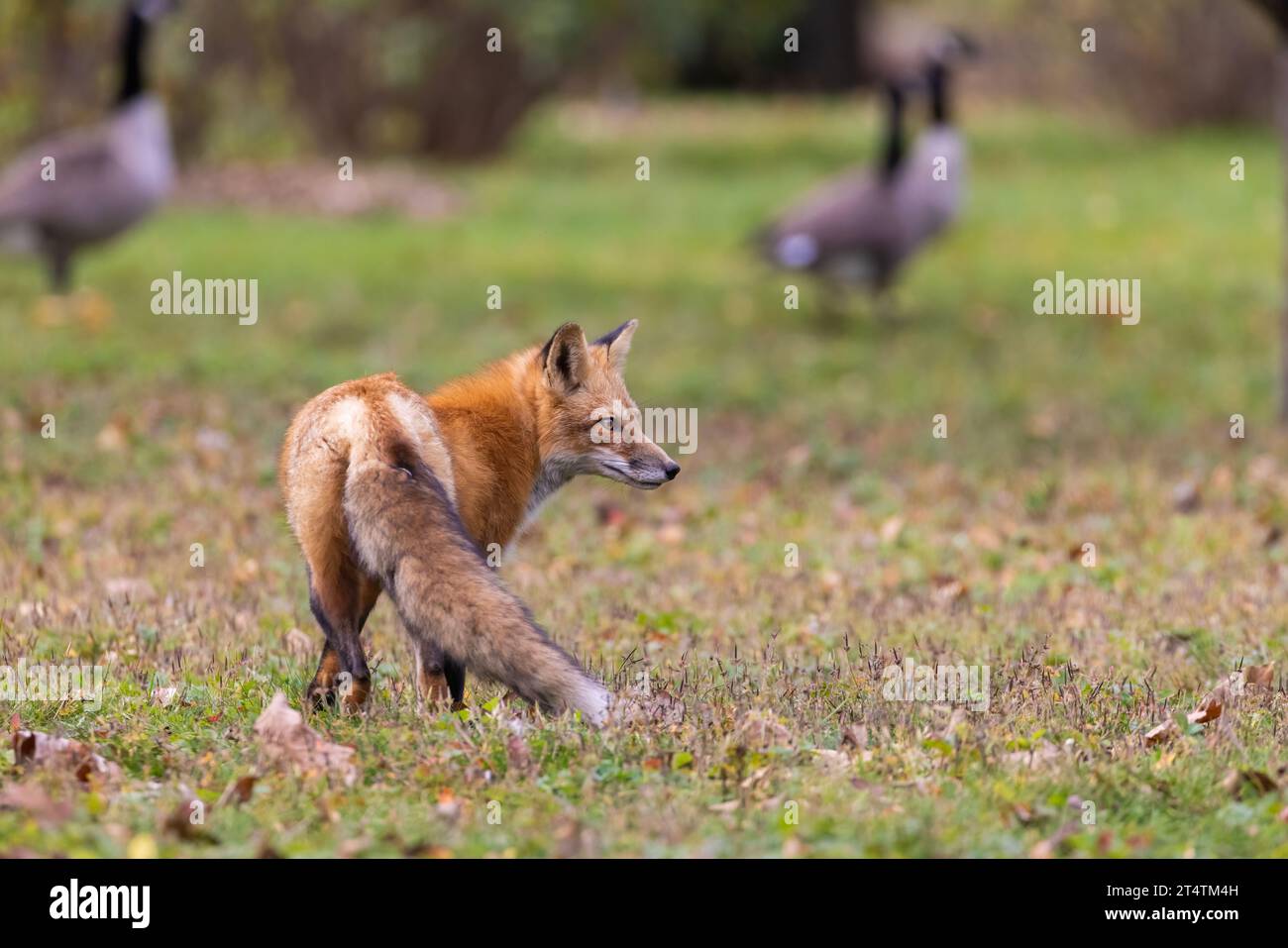 Red fox hunting canada goose Stock Photo - Alamy