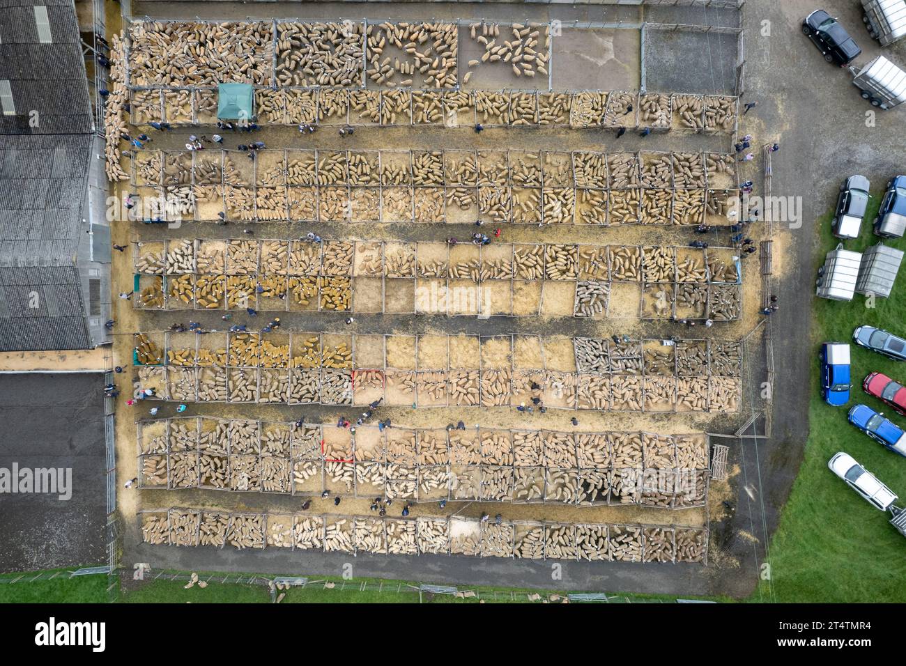 Aerial view of the North of England mule gimmer lamb sale at Hawes ...